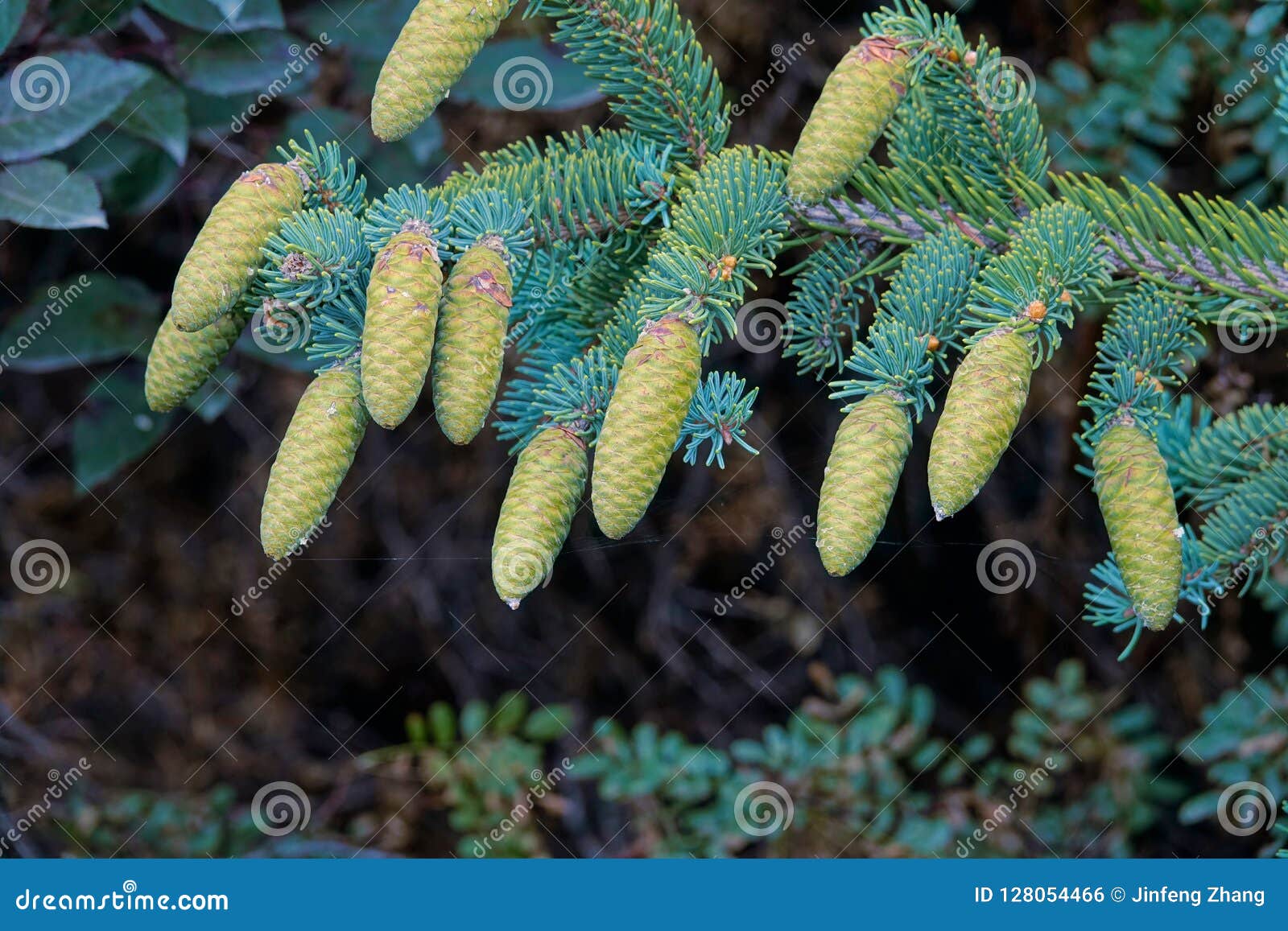 Cedar fruits stock photo. Image of cedar, fruit, trees - 128054466