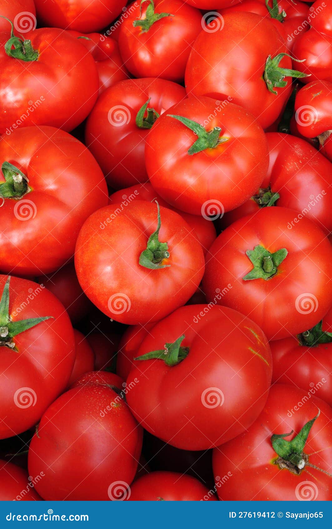 Close Up of Many Fresh Red Tomatoes Stock Photo - Image of bush ...