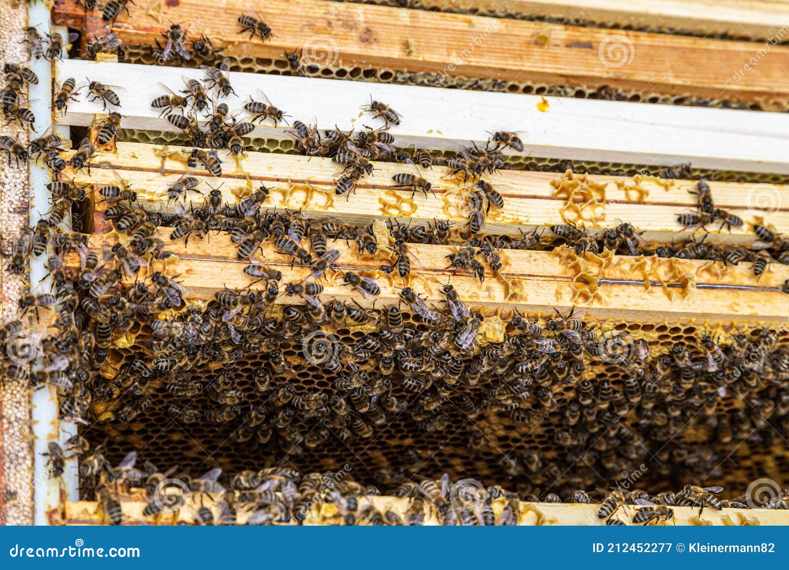 Close-up of Many Honey Bees in Their Bee Box Stock Image - Image of ...