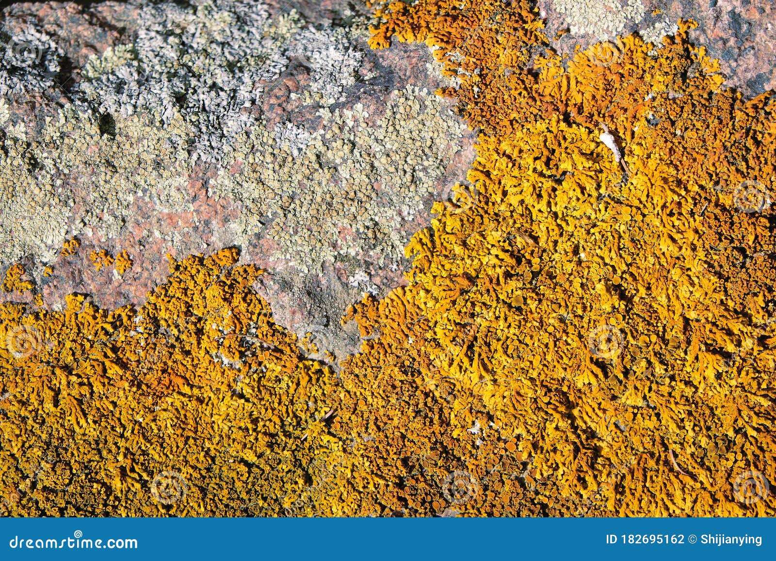 Mosses and rock stock photo. Image of rock, mosses, surface - 182695162