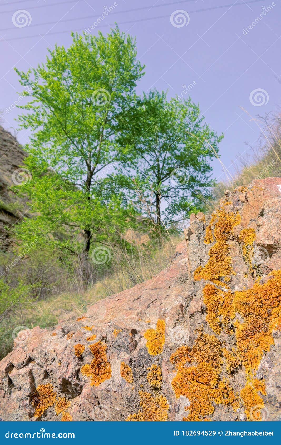 Moss on rock stock image. Image of musci, close, stone - 182694529
