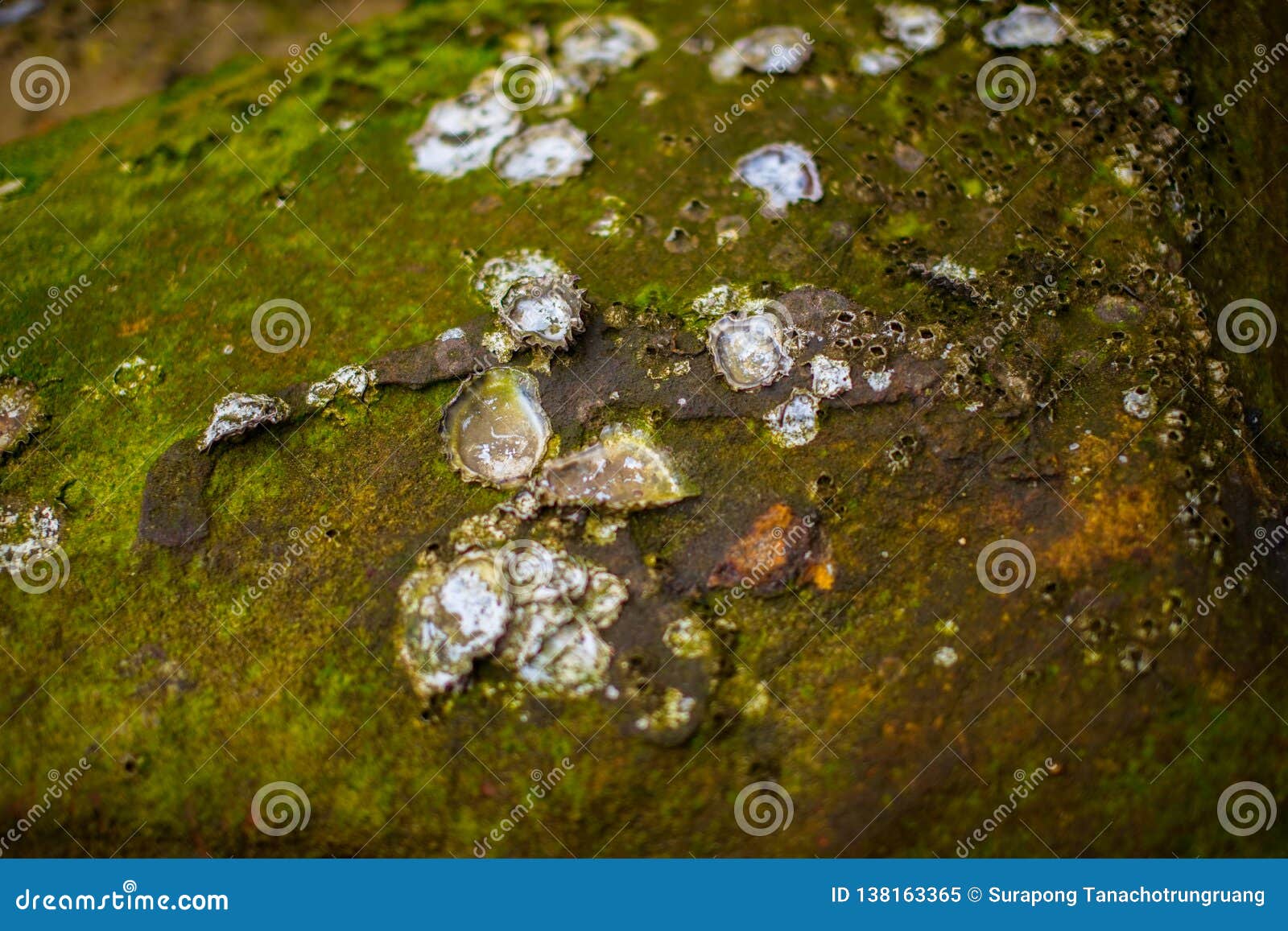 Close Up Many Shells Embedded in Rock. Stock Image - Image of bright ...