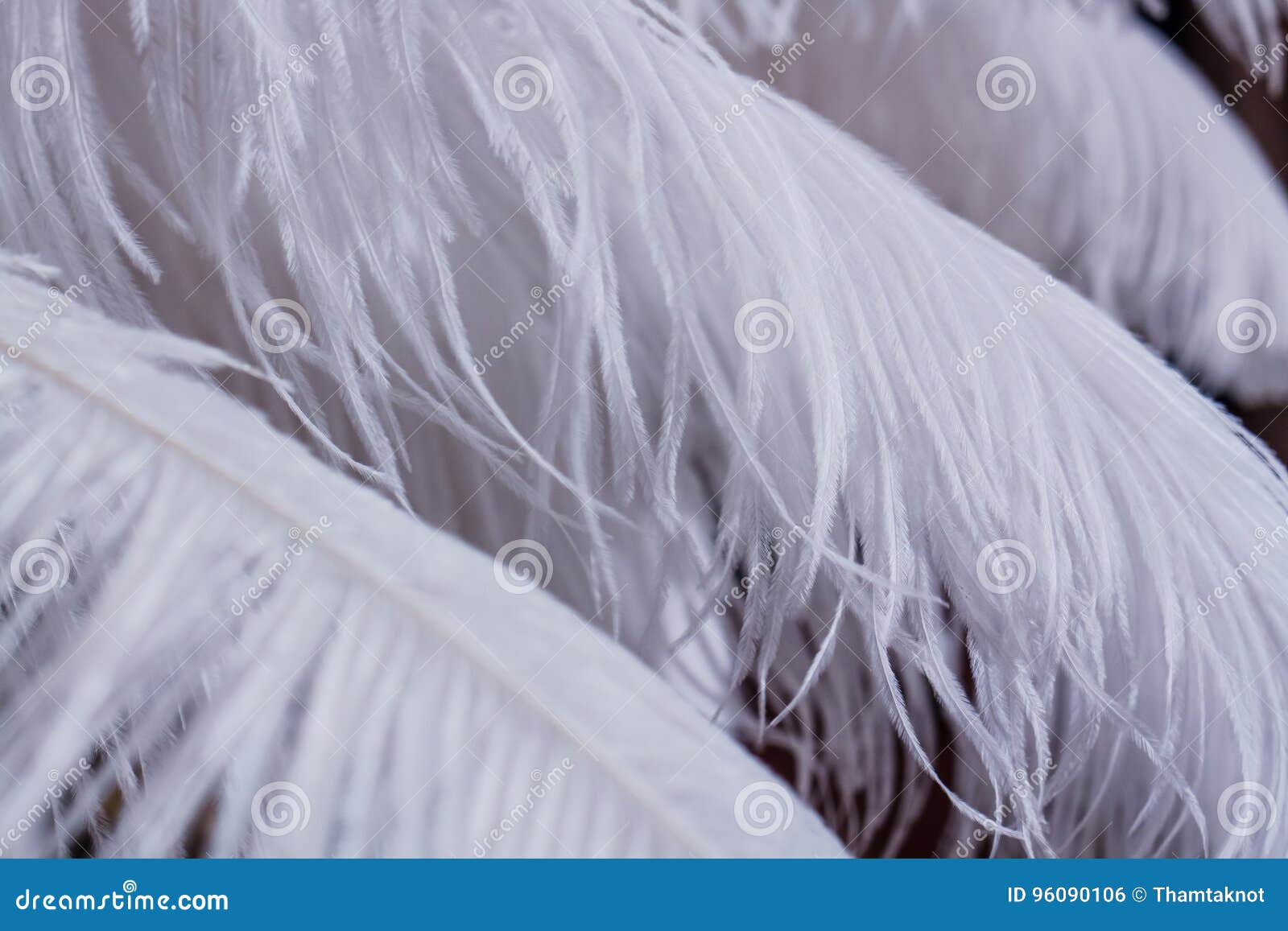 Close Up of Many Soft White Feathers Stock Photo - Image of color, mint ...