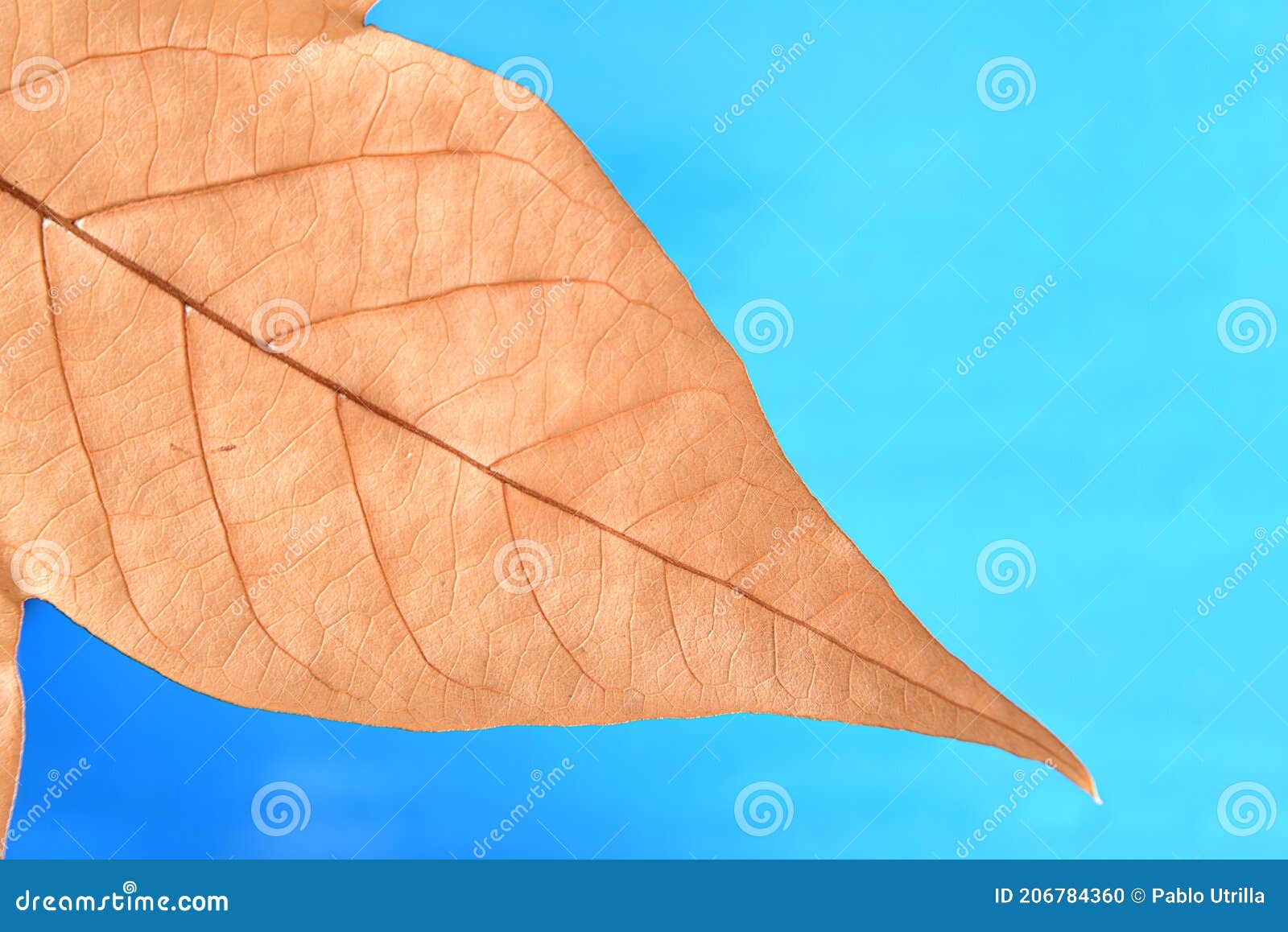 Maple autumn leaf on blue stock photo. Image of beautiful - 206784360