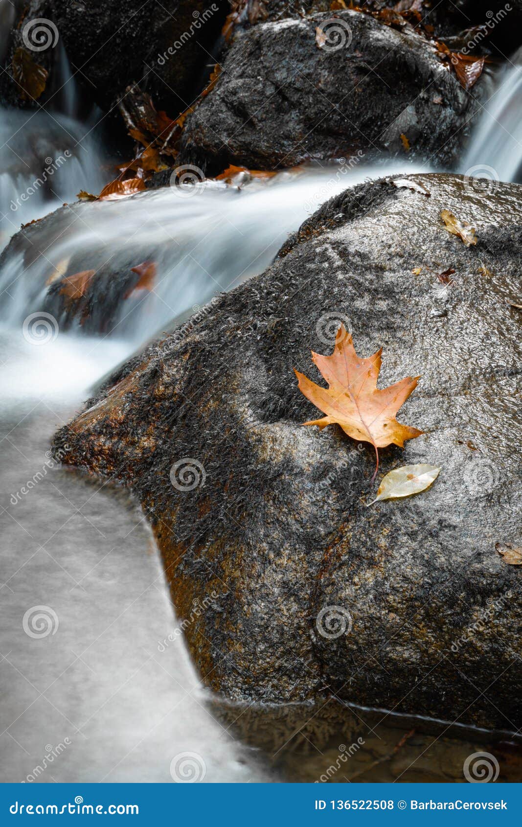 Close Up of Maple Leaf Lying on Rock in Fall Forest Scenery Stock Photo ...