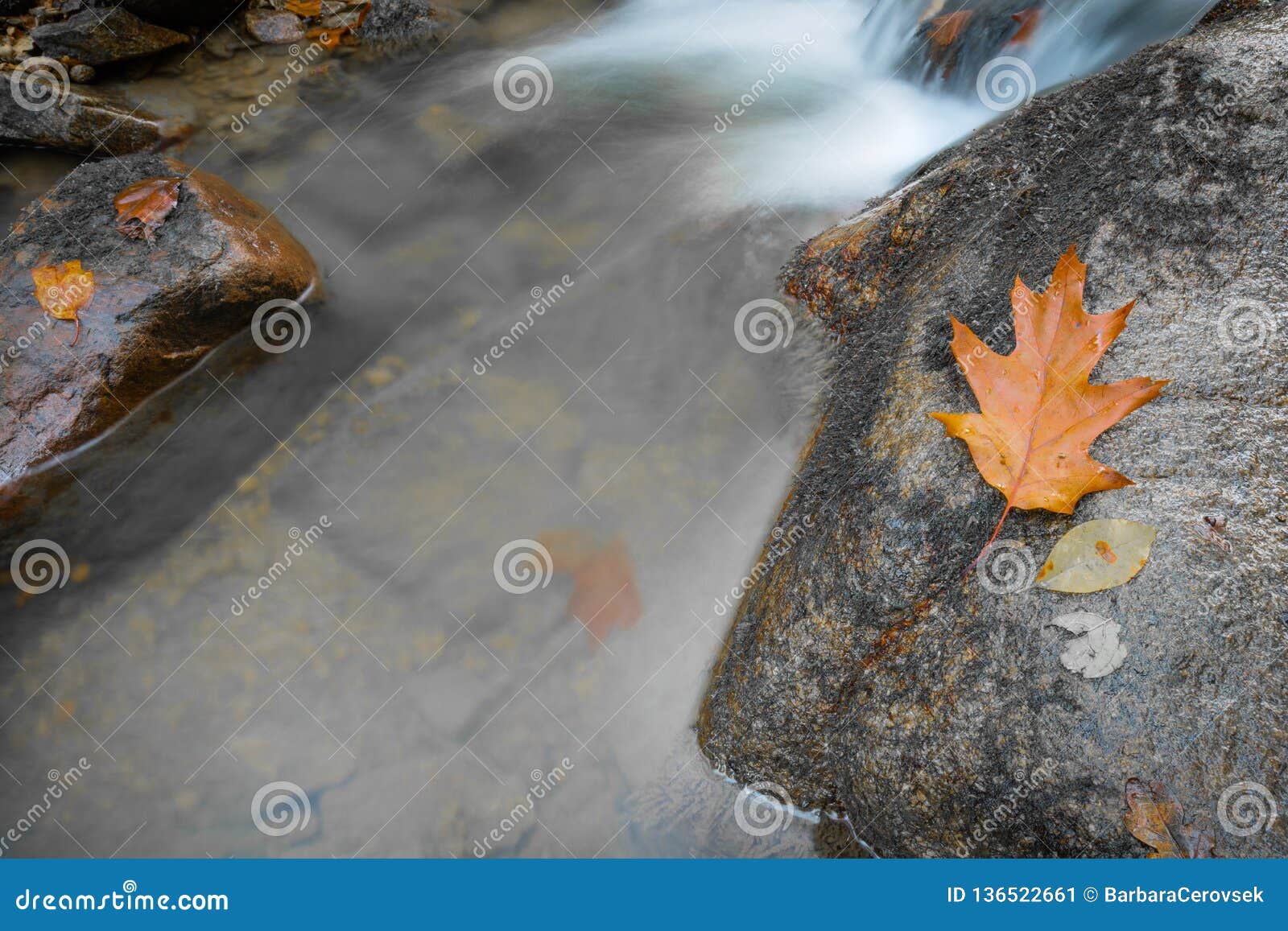 Close Up of Maple Leaf Lying on Rock in Fall Forest Scenery Stock Image ...