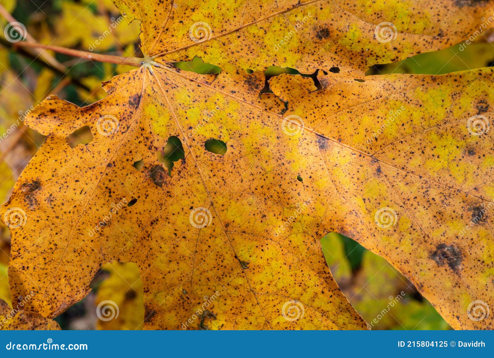 Leaf Turning Red During Fall Season On American Sweetgum Tree, Also ...
