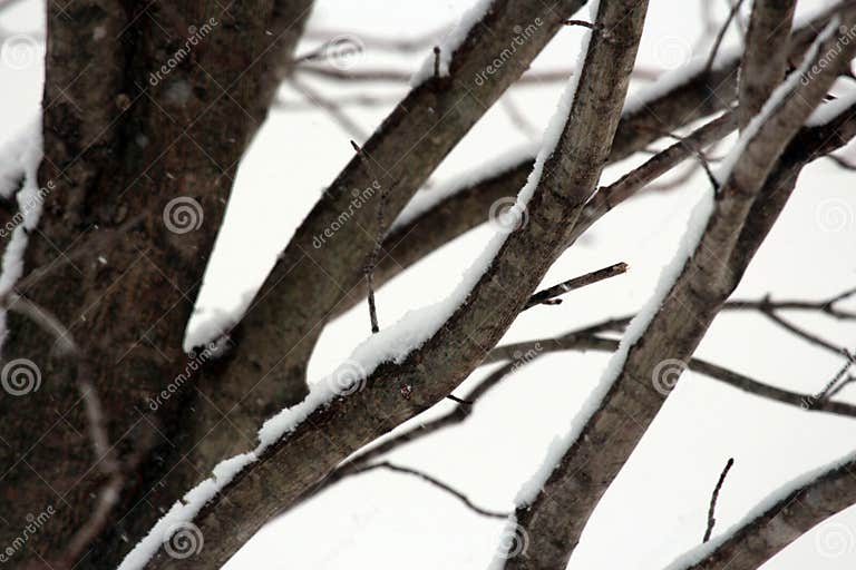 Close Up of the Branches of a Maple Tree Covered in a Thin Layer of ...