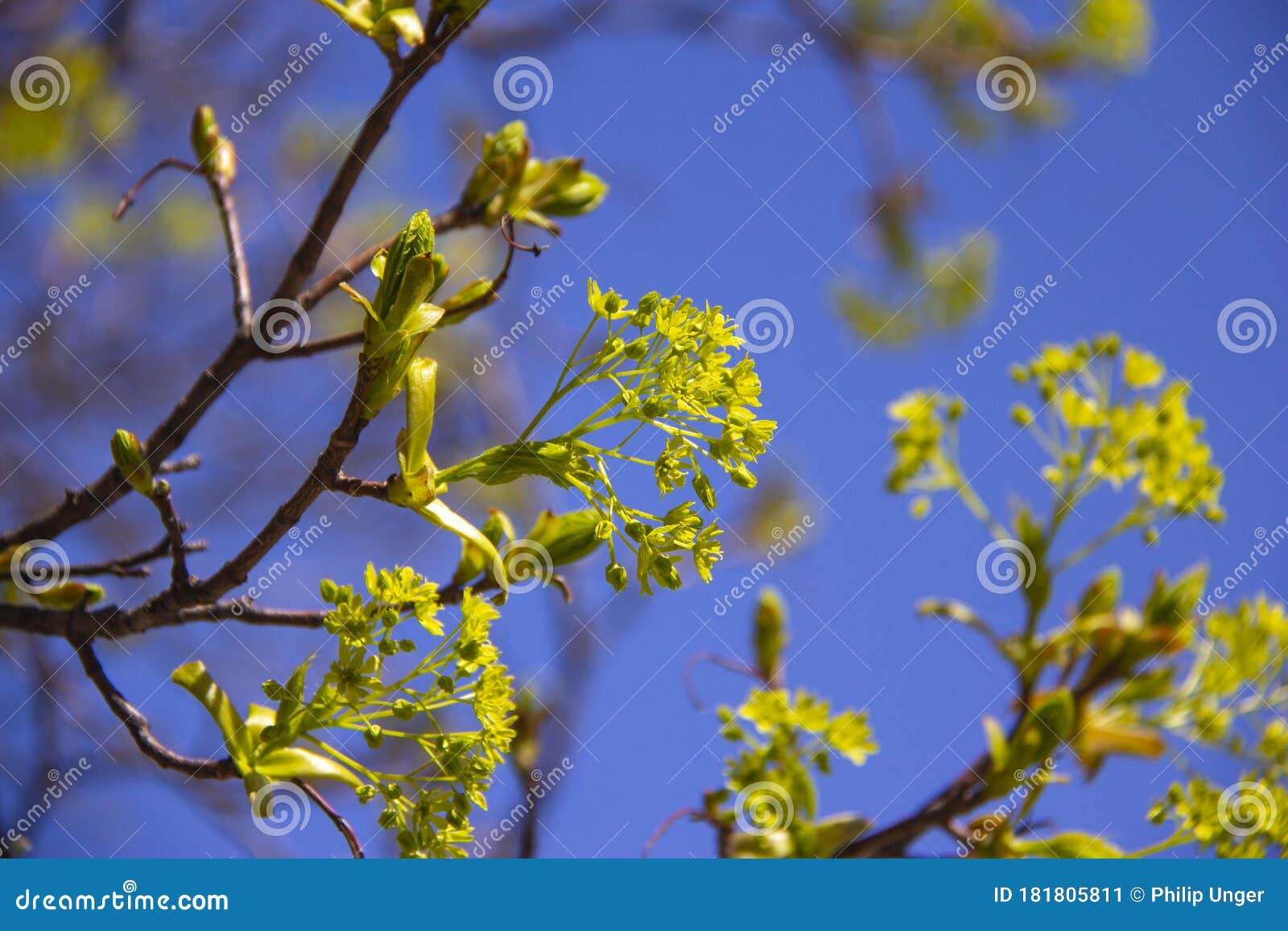 Close Up of Maple Tree Buds Stock Image - Image of buds, branches ...