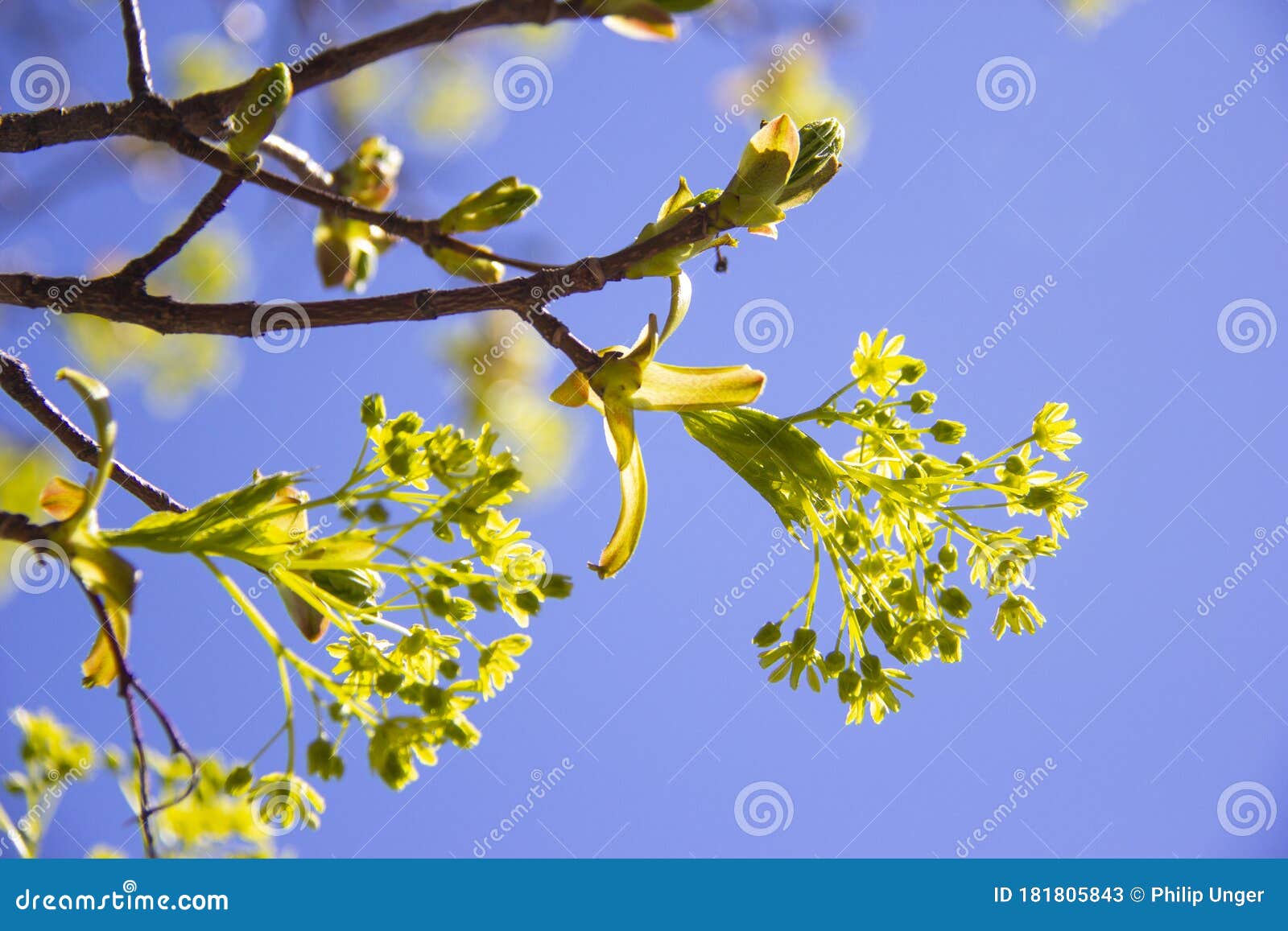 Close Up of Maple Tree Buds Stock Image - Image of plant, blooming ...