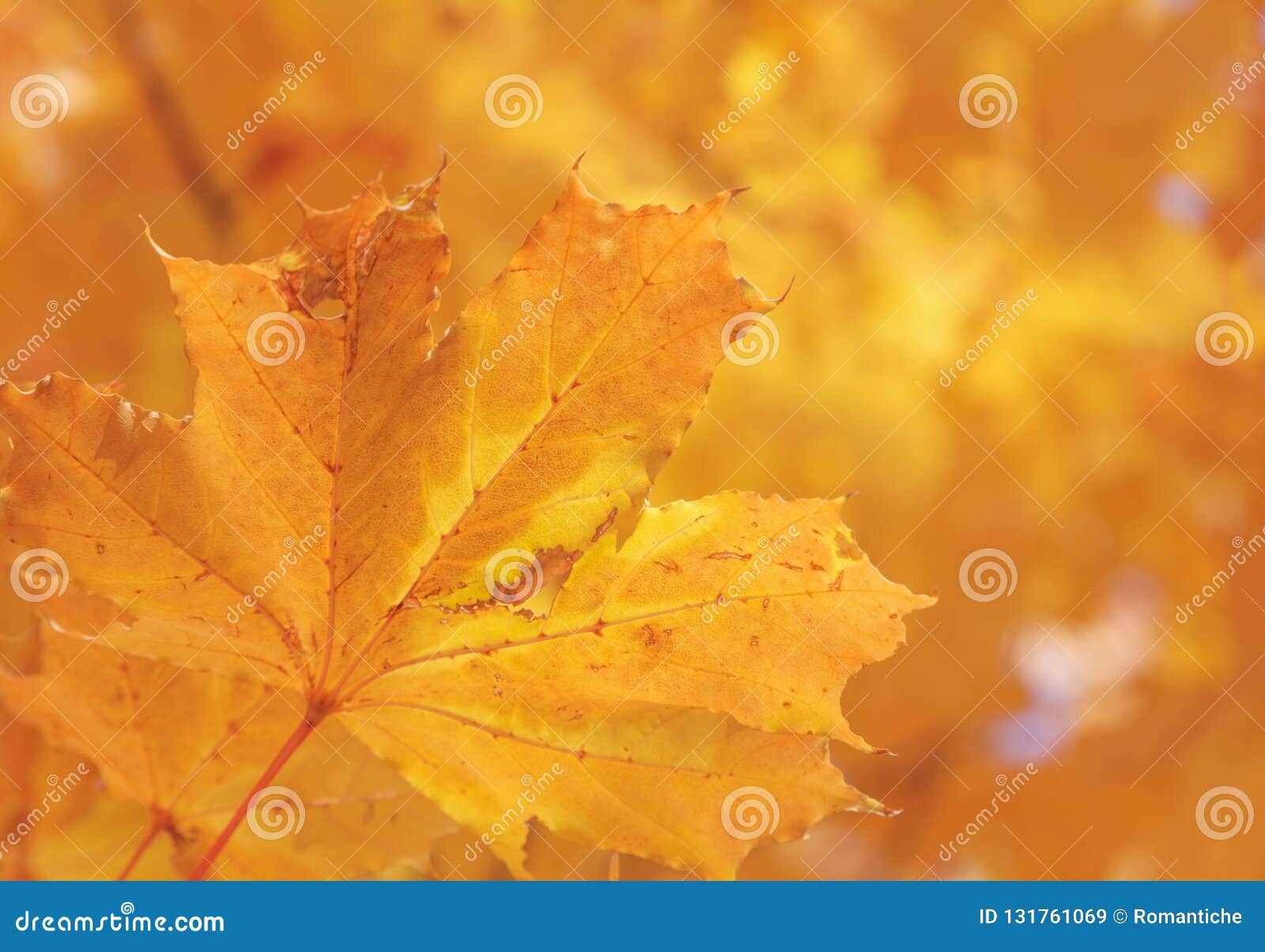 Maple tree leaf at fall stock image. Image of fall, golden - 131761069