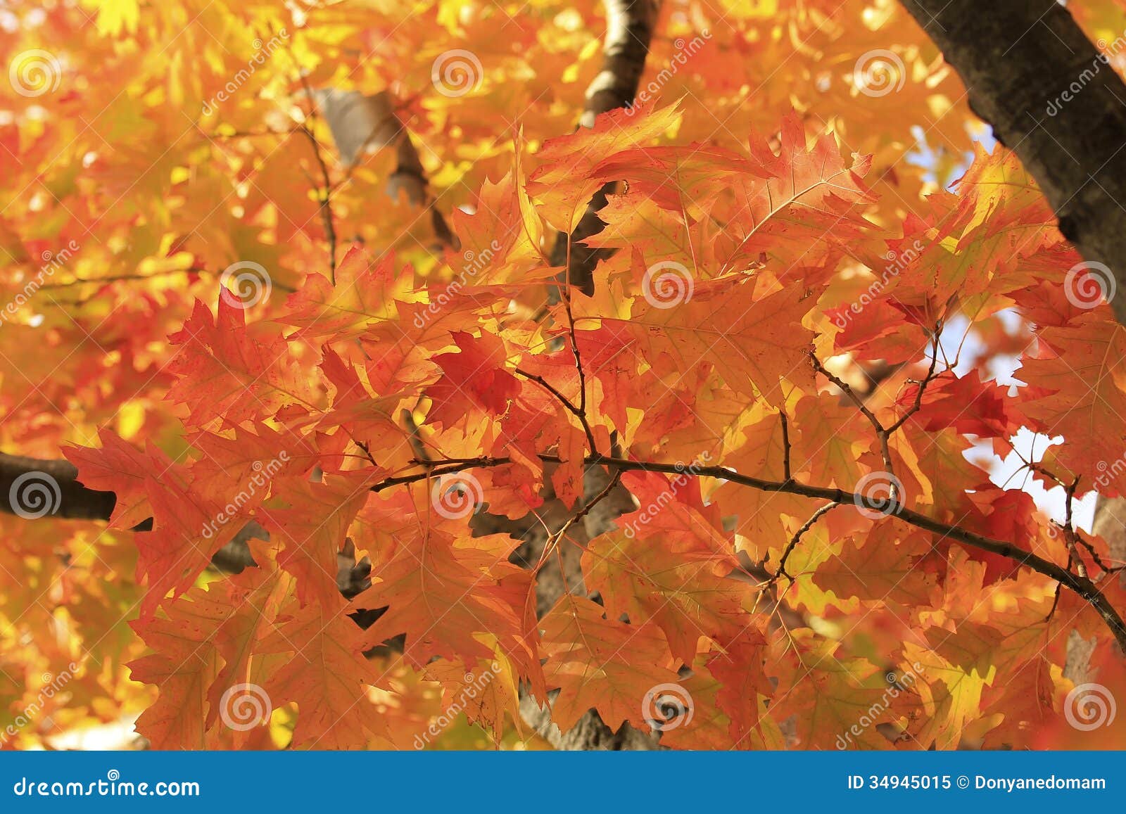 Close up of maple tree stock image. Image of yellow, colorado - 34945015