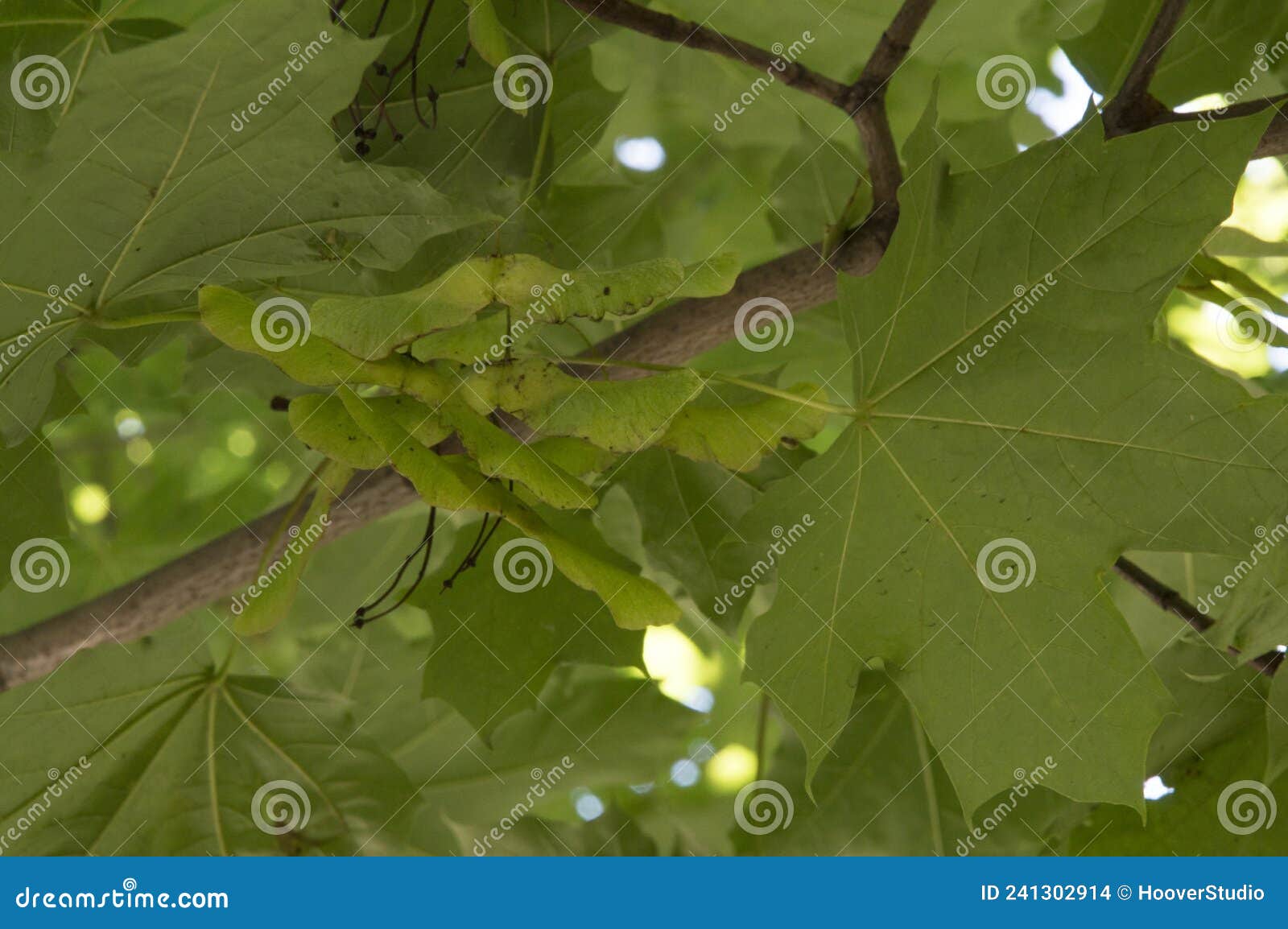 Close-up: Maple Tree Samaras on the Branches Stock Photo - Image of ...