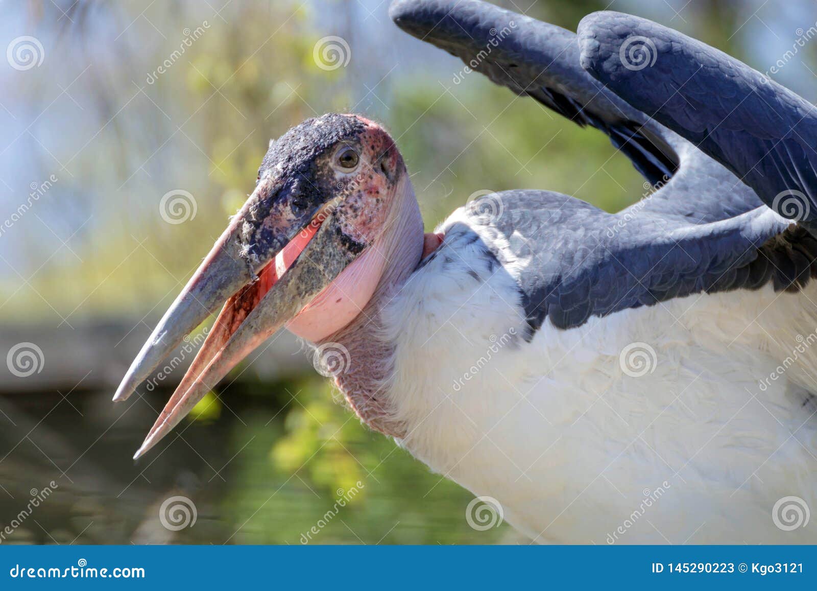 Close up of a marabou stock image. Image of head, nature - 145290223
