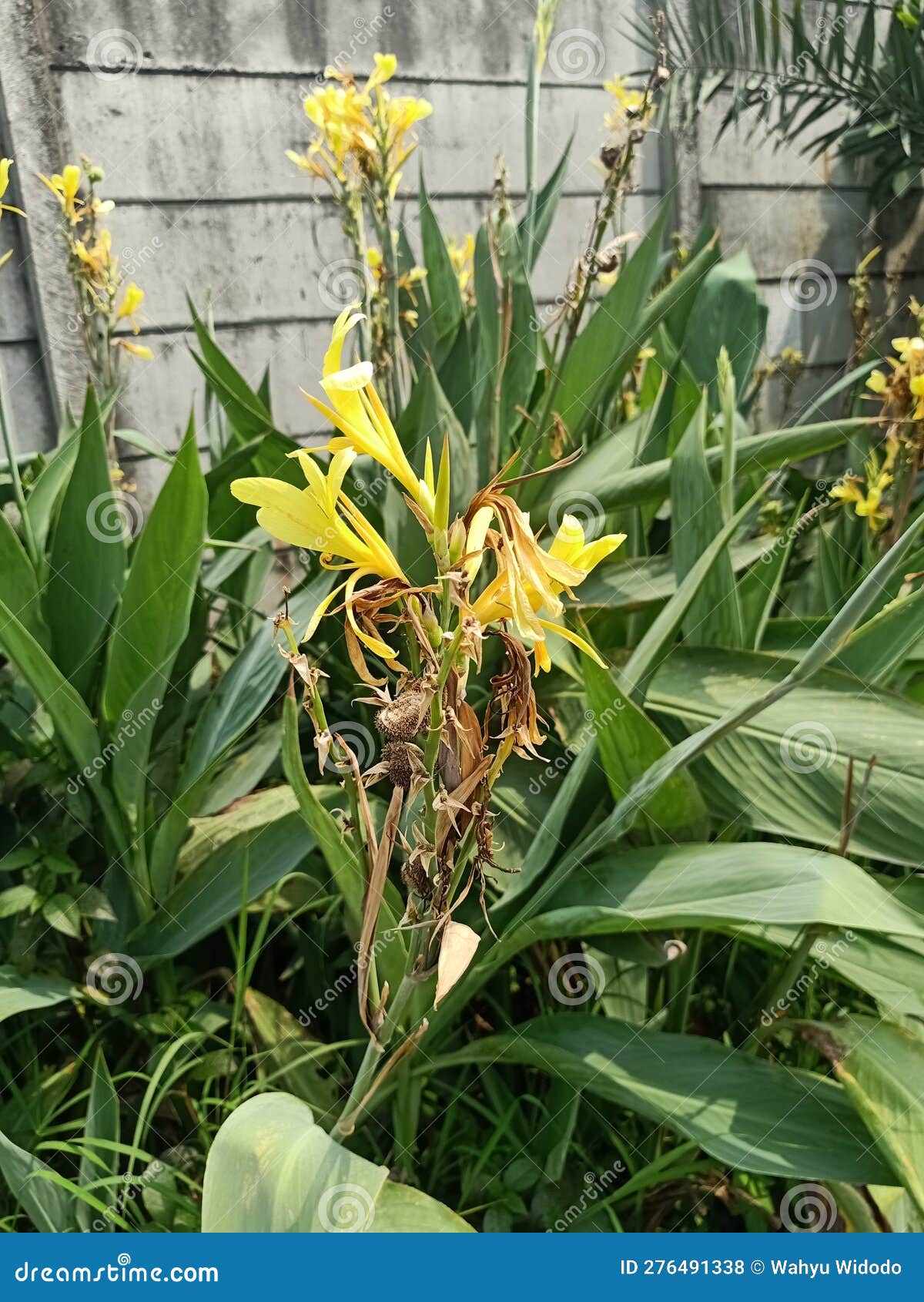 Close Up of Maraca Amarilla Plant Stock Photo - Image of summer ...