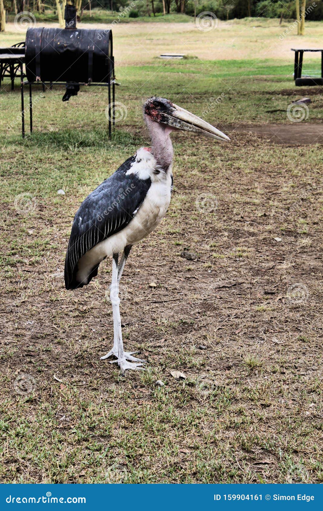 Maribu Stork, Leptoptilos Crumenifer, Lake Naivasha, Kenya Stock ...