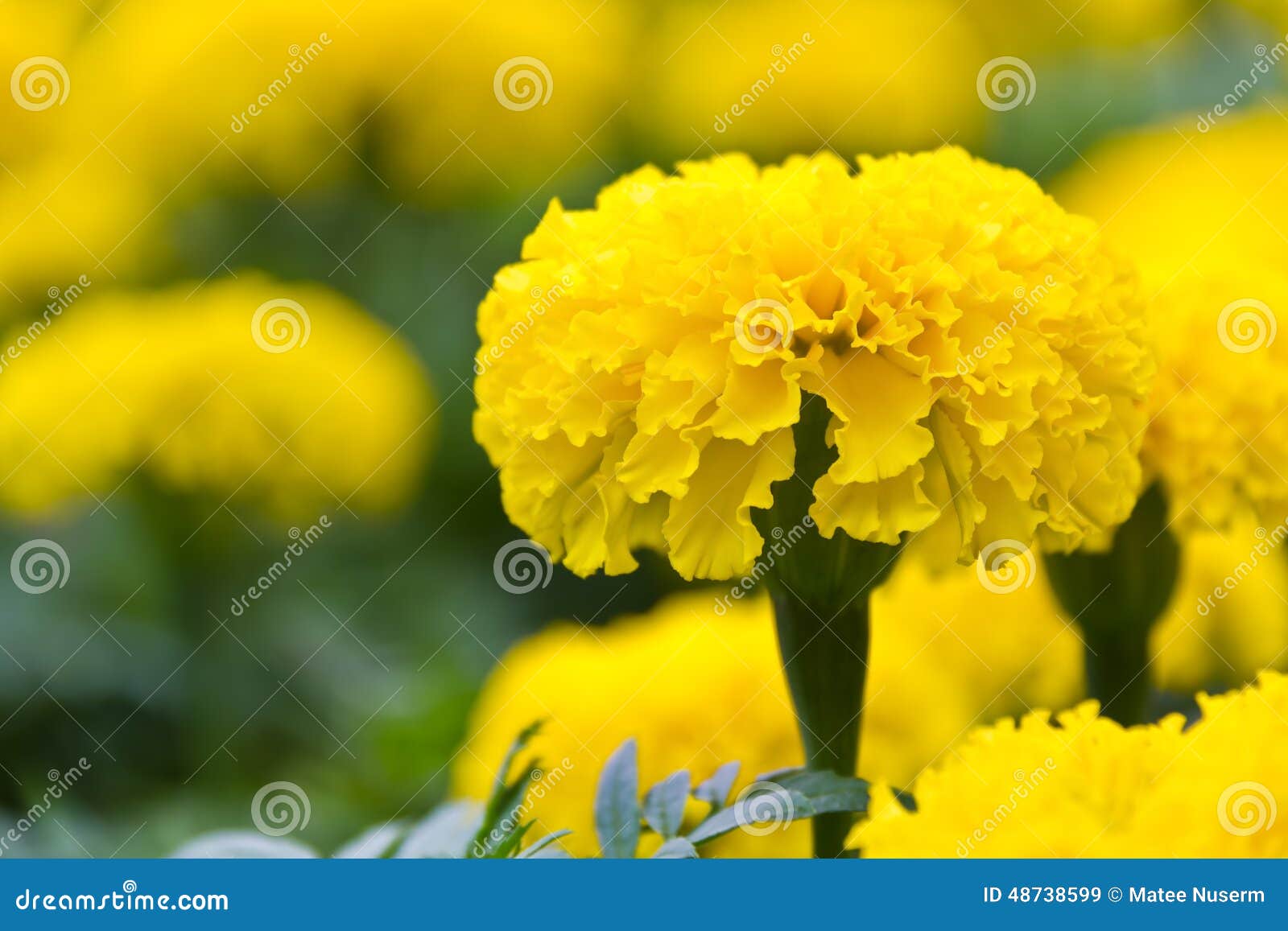 Close Up Of Pot Marigold Flower.Pot Marigold Flower.Marigold Flower ...