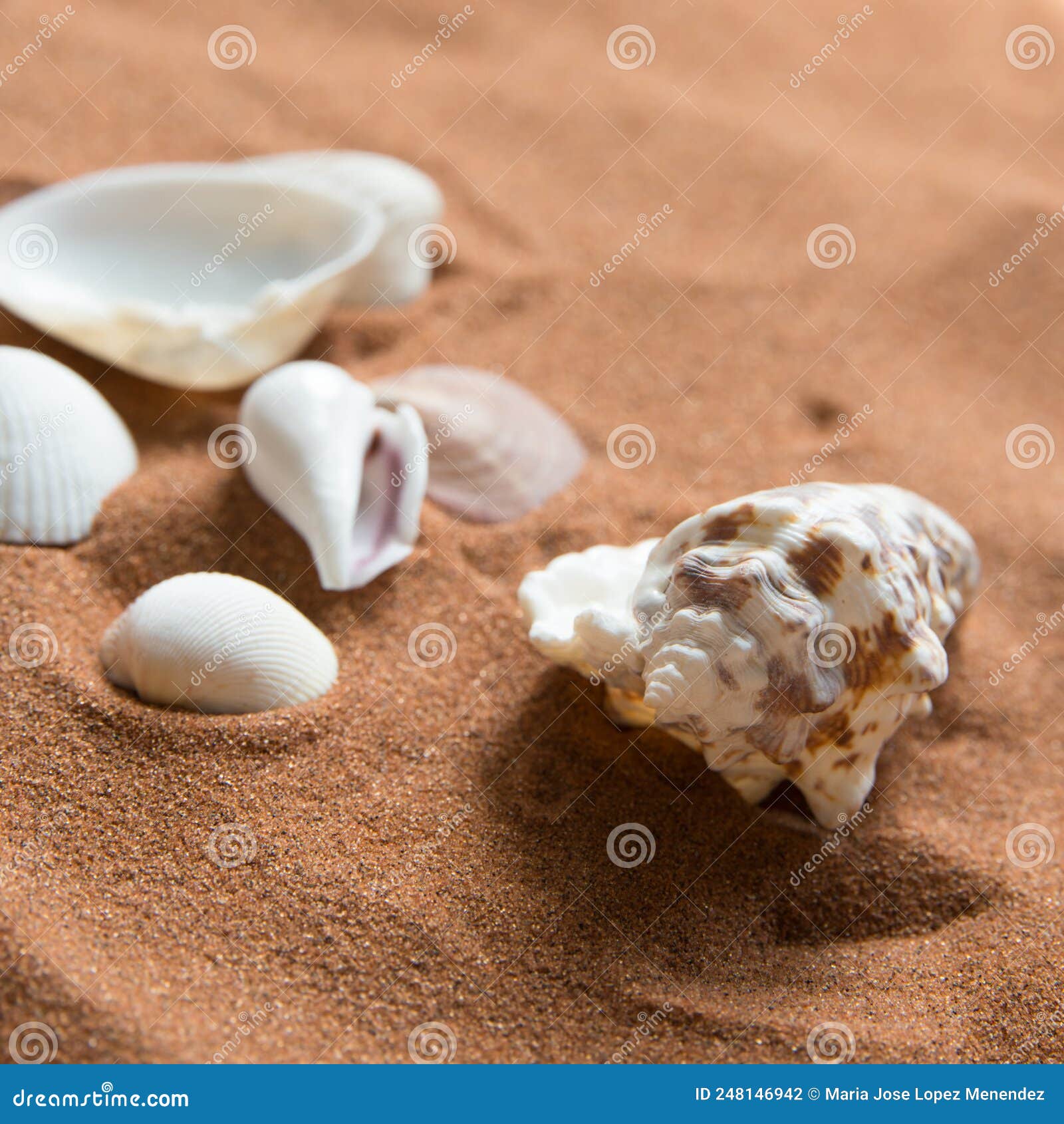 Close Up of Marine and Conch Shells on the Beach Sand Stock Photo ...