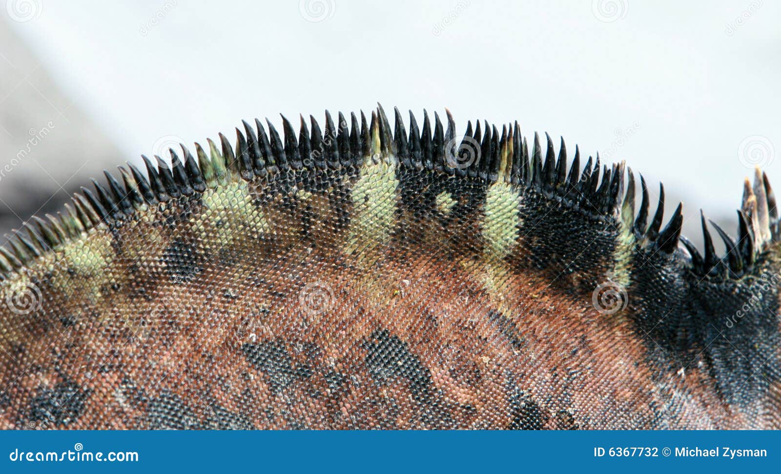 Close-up Marine Iguana stock photo. Image of reptile, galapagos - 6367732