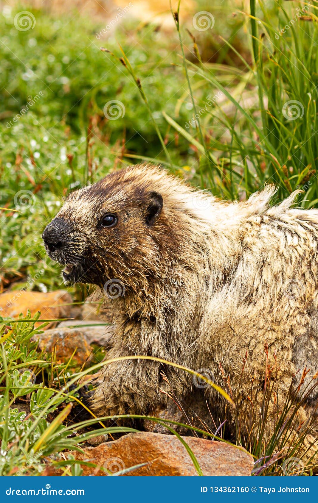 Close Up of a Marmot Face in Grass Stock Photo - Image of marmot, blue ...