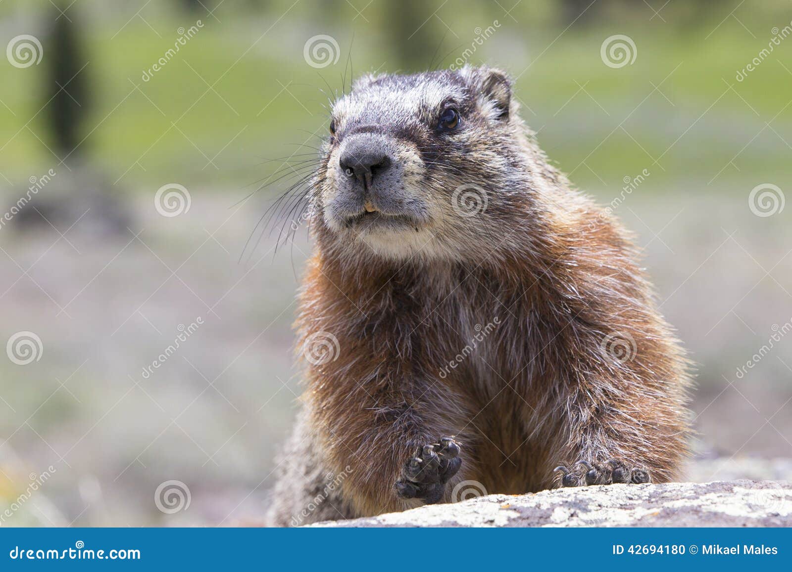 Close-up of marmot on rock stock photo. Image of marmota - 42694180