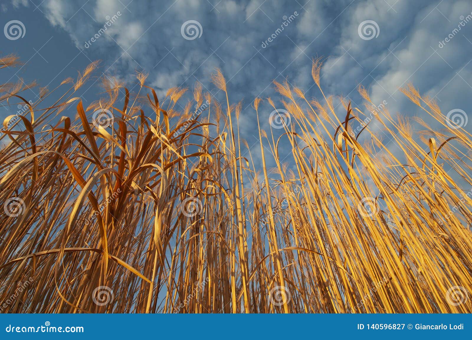 Close Up of Marsh Reeds on Blue Skyes Stock Image - Image of background ...