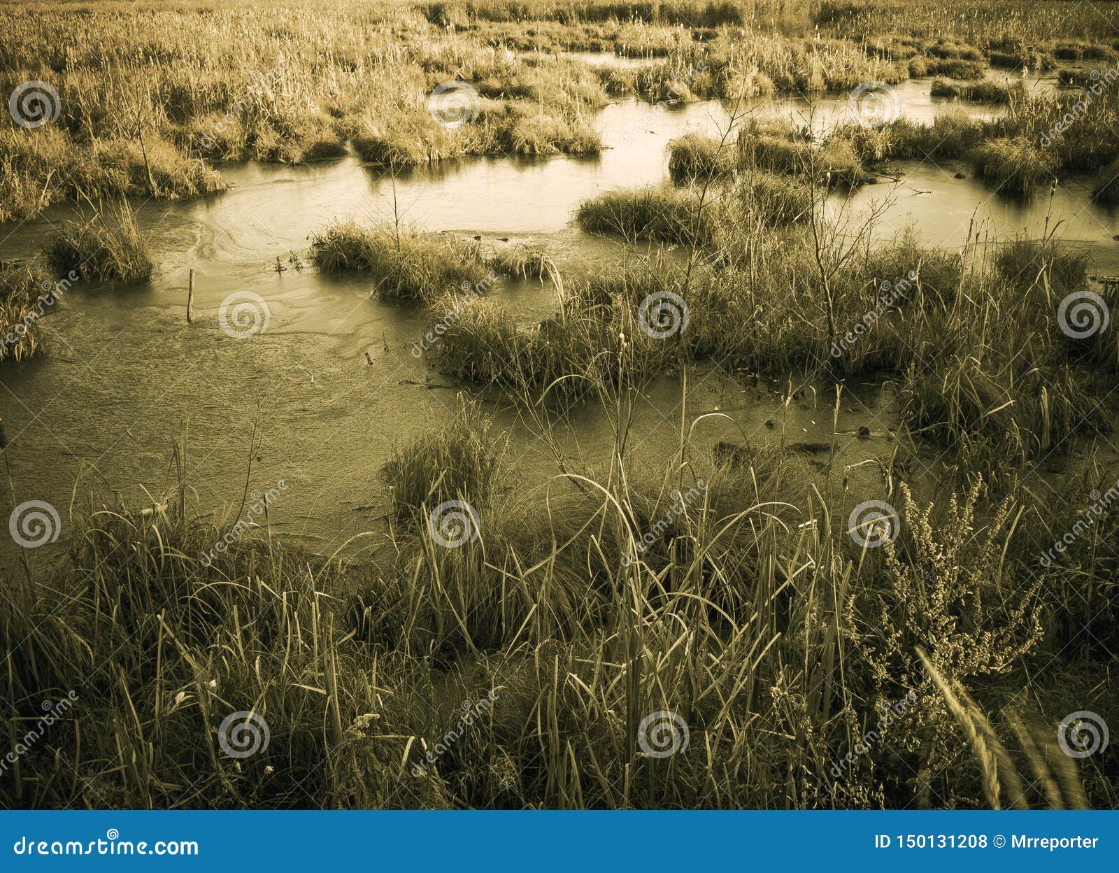 Bog stock photo. Image of dull, grass, marsh, nature - 150131208