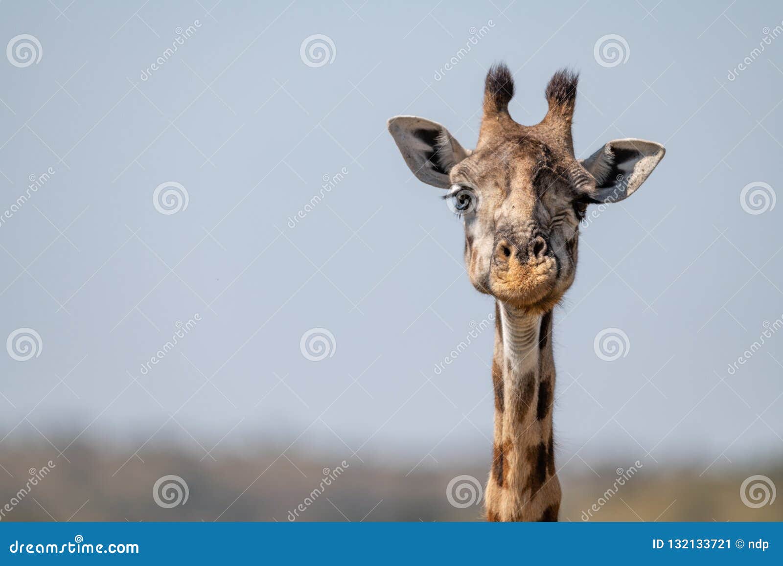 Close-up of Masai Giraffe Head Facing Camera Stock Image - Image of ...