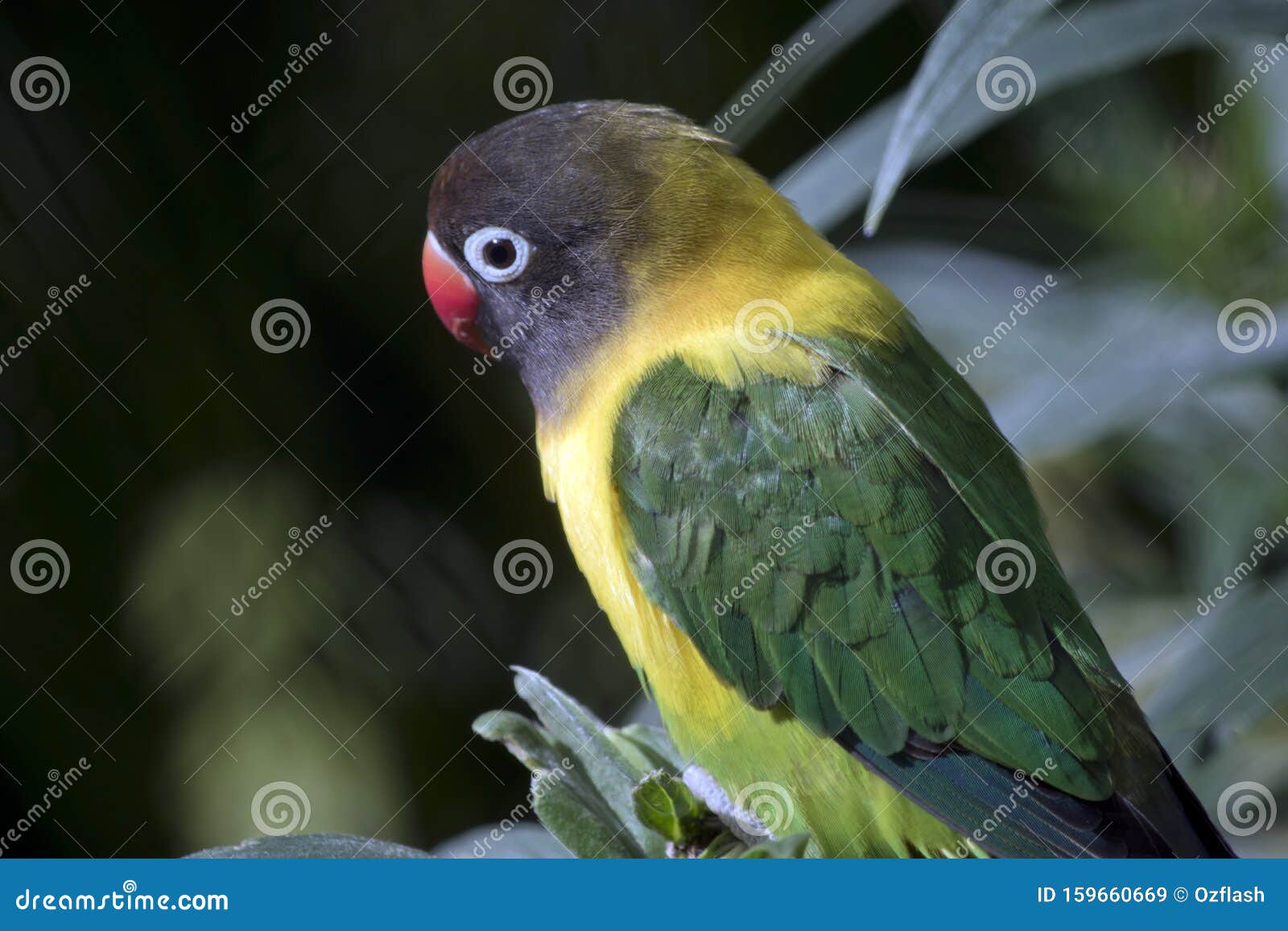 This is a Side View of a Masked Lovebird Stock Image - Image of fauna ...