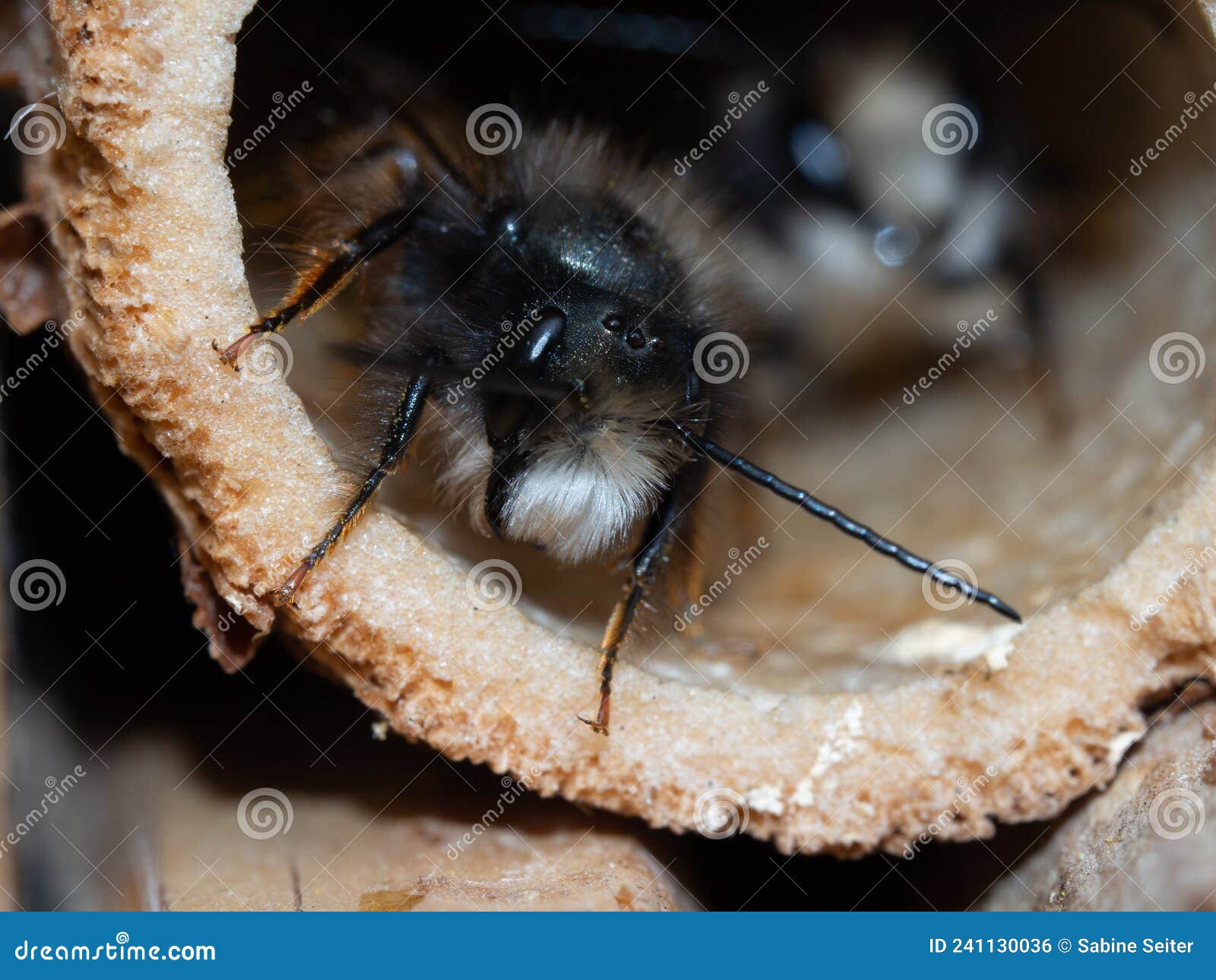 Mason Bees at an Insect Hotel in Spring Stock Photo - Image of nest ...