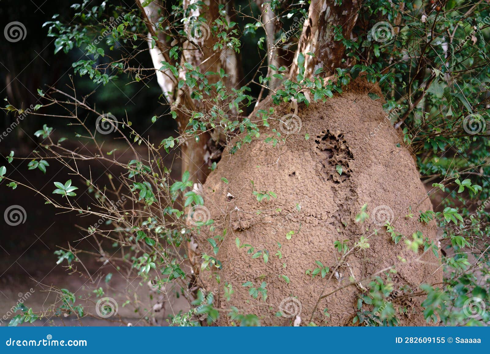 Huge Termite Mound at Base of Tree with Green Foliage Background Stock ...