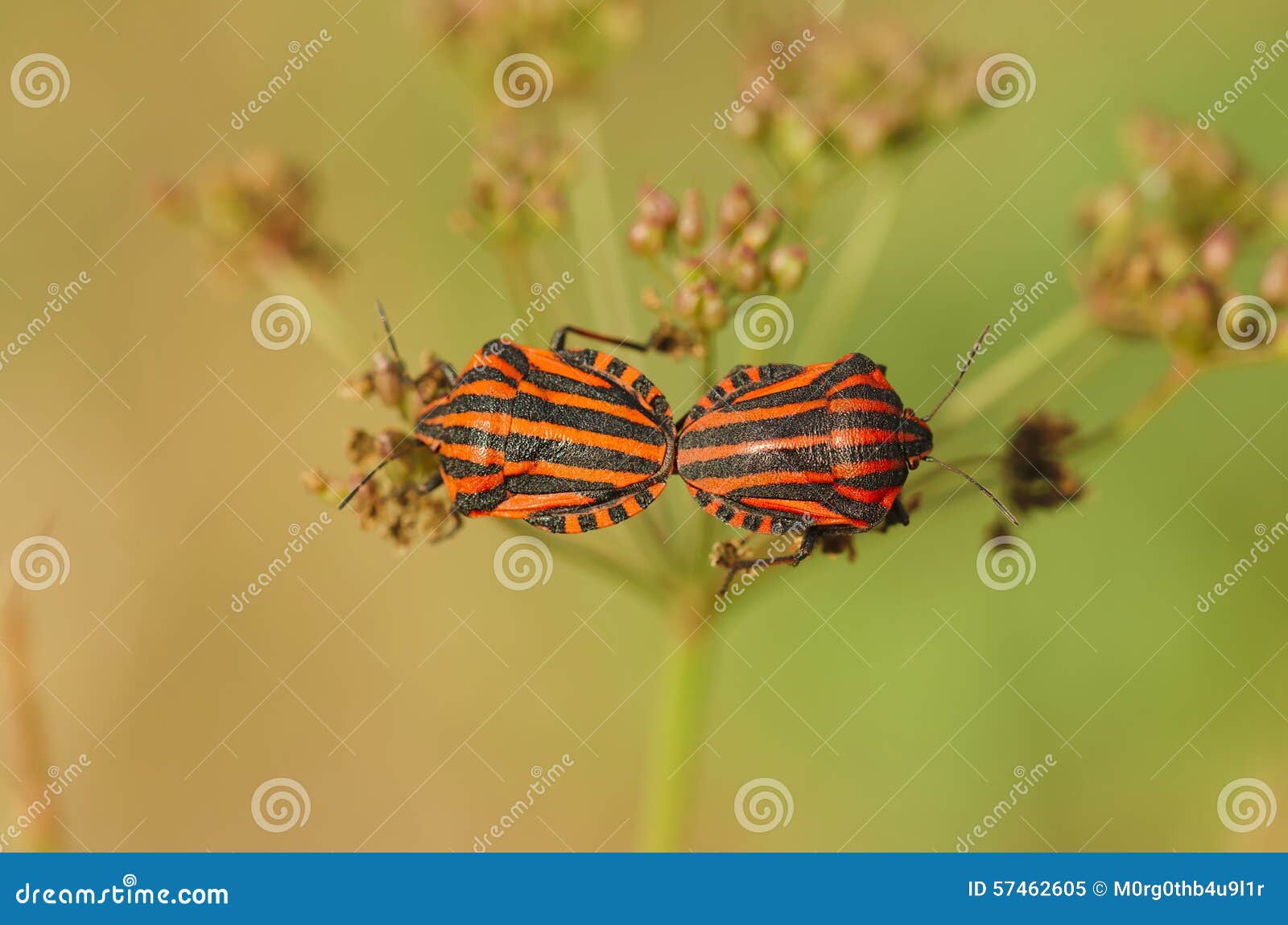 Red Bugs With Black Stripes Mate On Leaf Royalty-Free Stock Photography ...