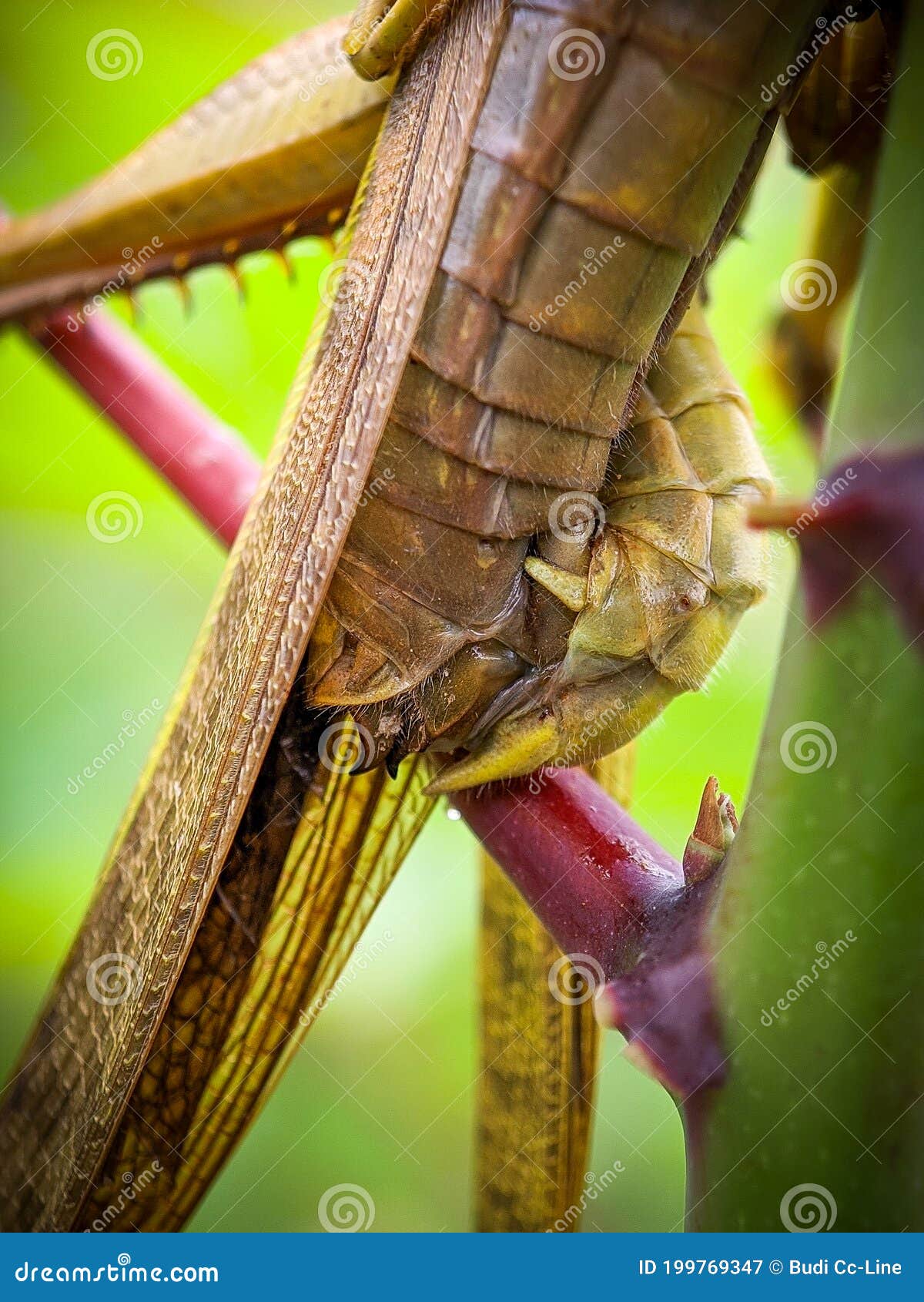 Close Up of Mating Grasshopper Stock Image - Image of invertebrate ...