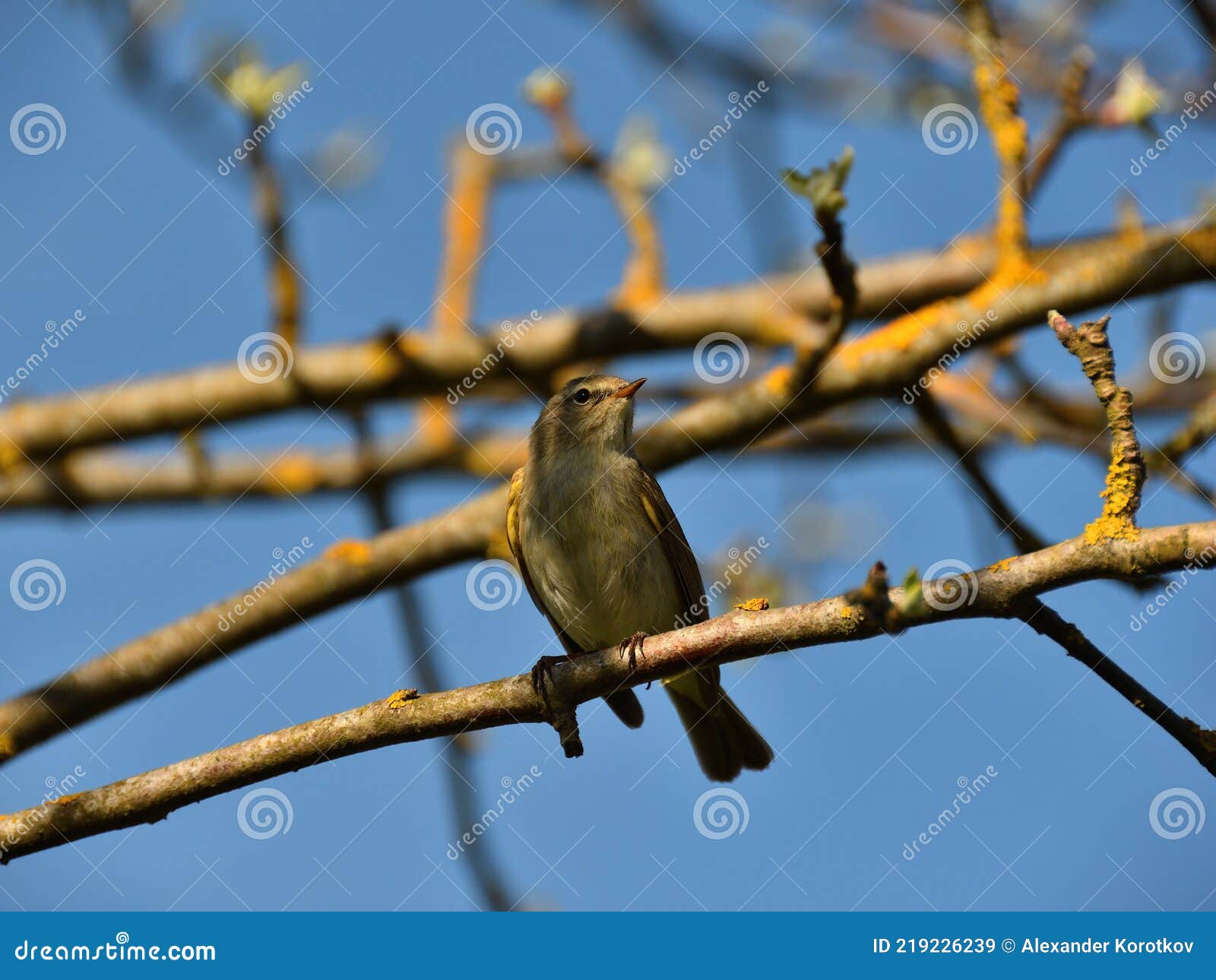 Nightingale on a Branch of a Spring Apple Tree. Stock Image - Image of ...