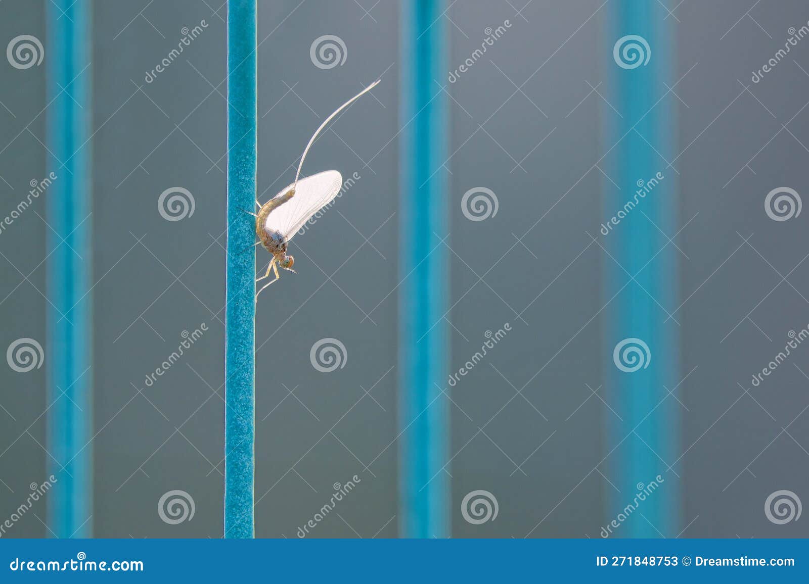 Mayfly stock image. Image of dayfly, animals, insect - 271848753