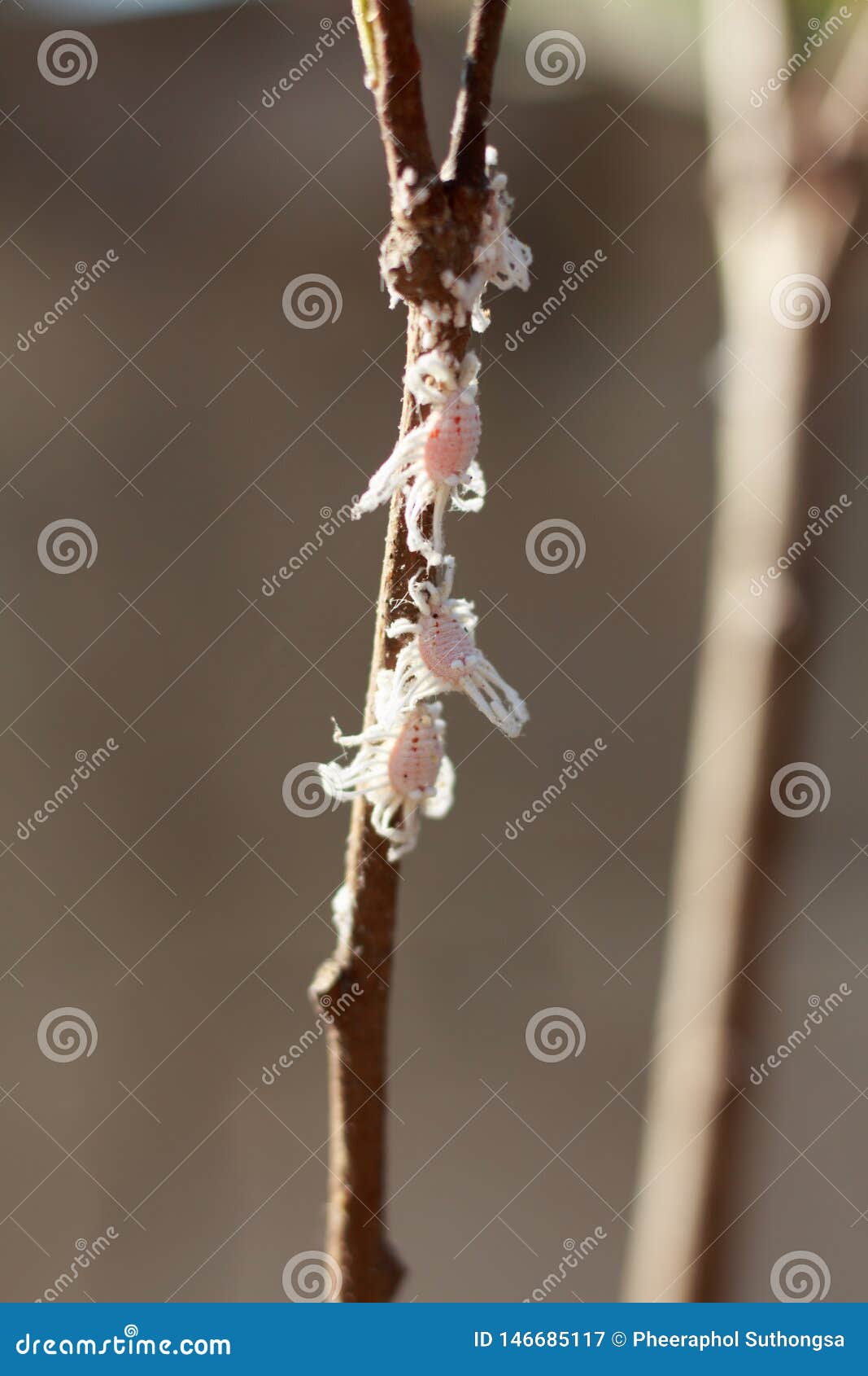 Close Up Mealy Bugs on Custard Apple Tree Stock Image - Image of leaf ...