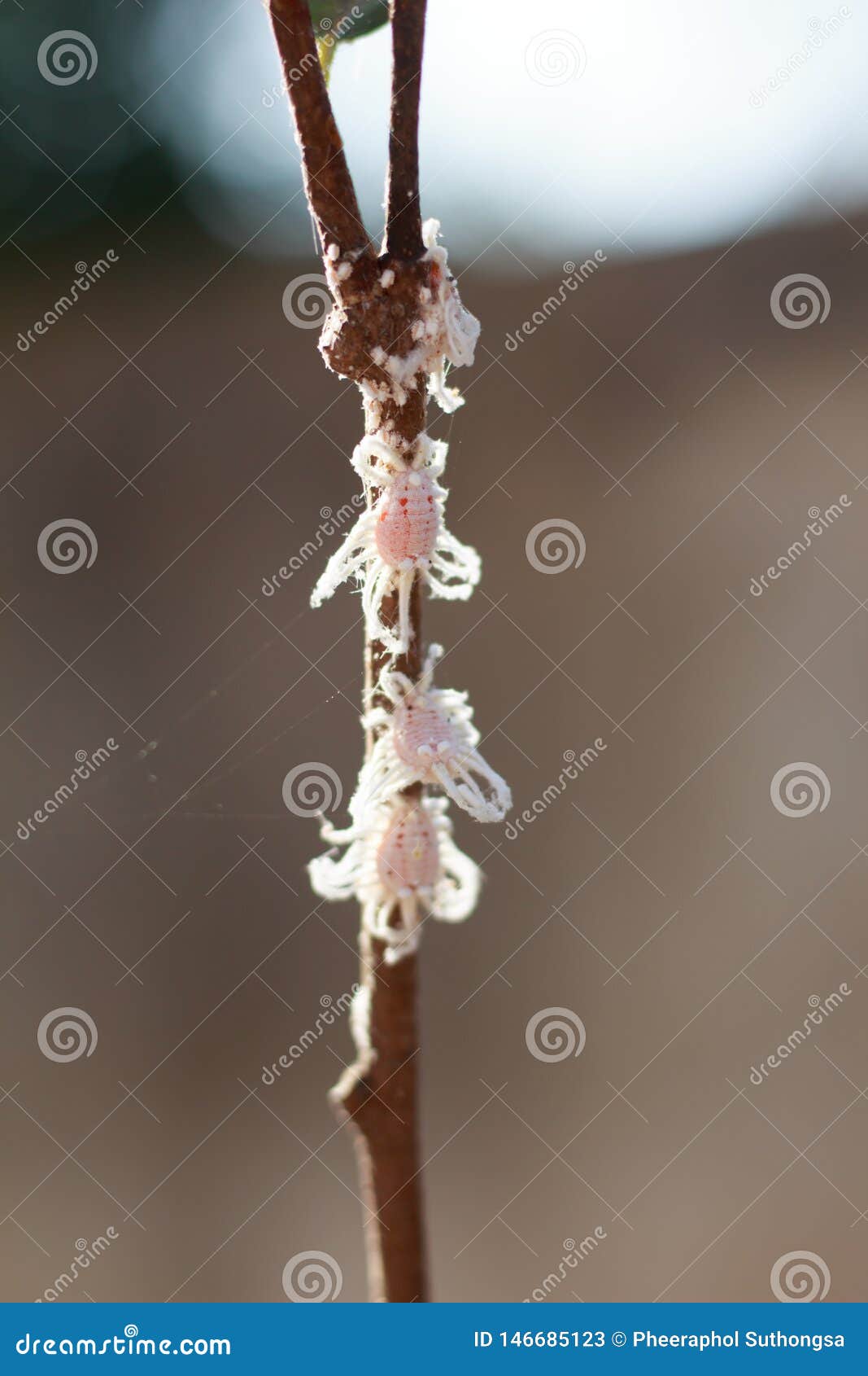 Mealy Bugs on Custard Apple Tree Stock Image - Image of plant, insect ...