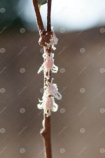 Mealy Bugs on Custard Apple Tree Stock Image - Image of plant, insect ...