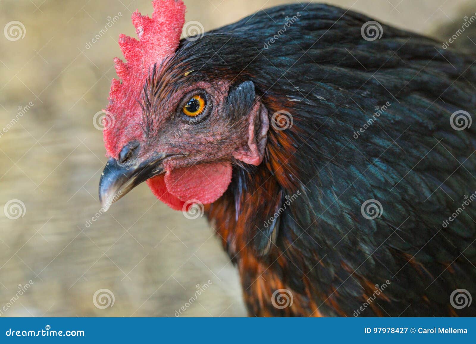 Close Up Mean Chicken stock image. Image of farm, farmyard - 97978427