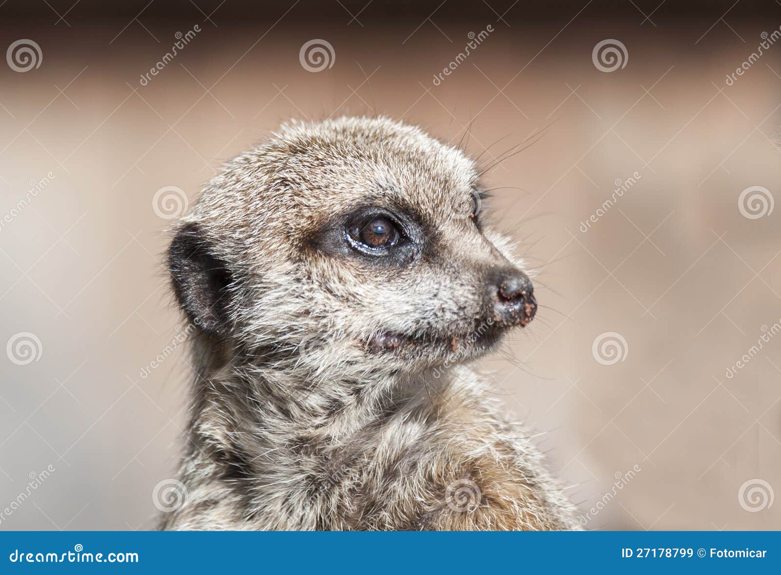 Close up of a Meekat stock image. Image of guardian, meerkat - 27178799