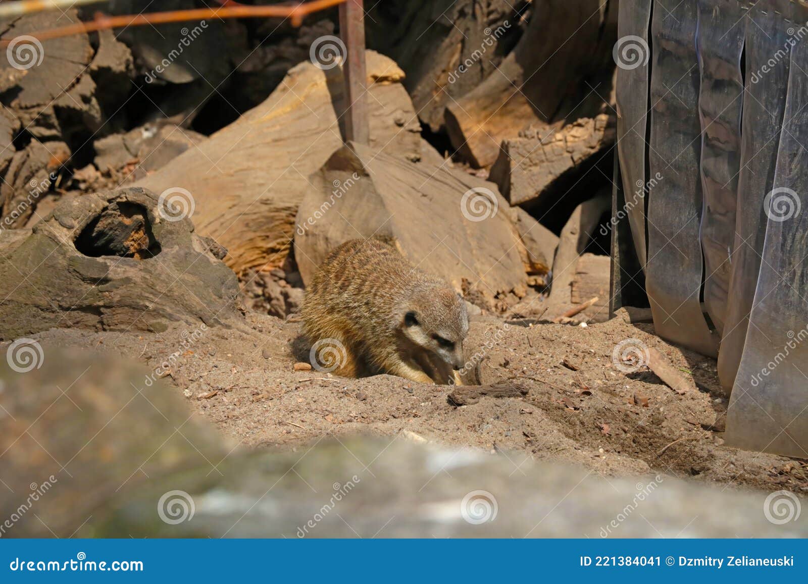 Close-up of a Meerkat Digging a Hole in the Sand Stock Image - Image of ...