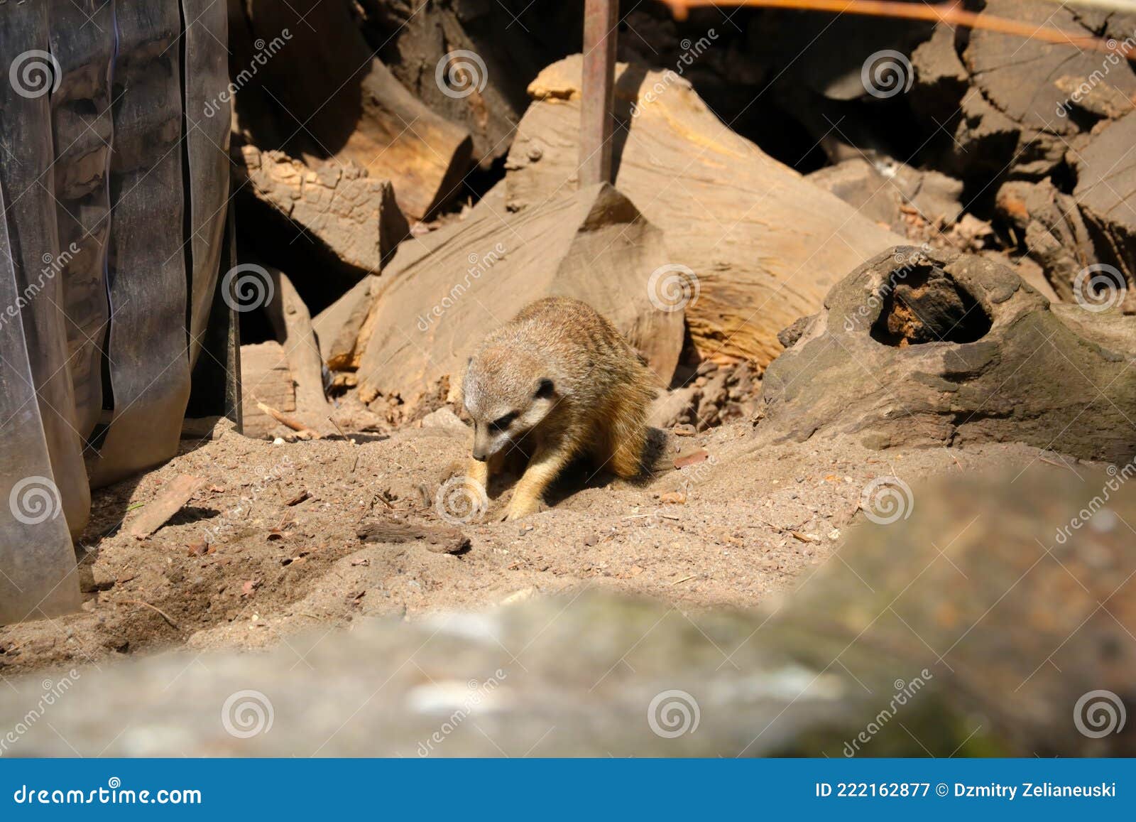 Close-up of a Meerkat Digging a Hole in the Sand Stock Image - Image of ...