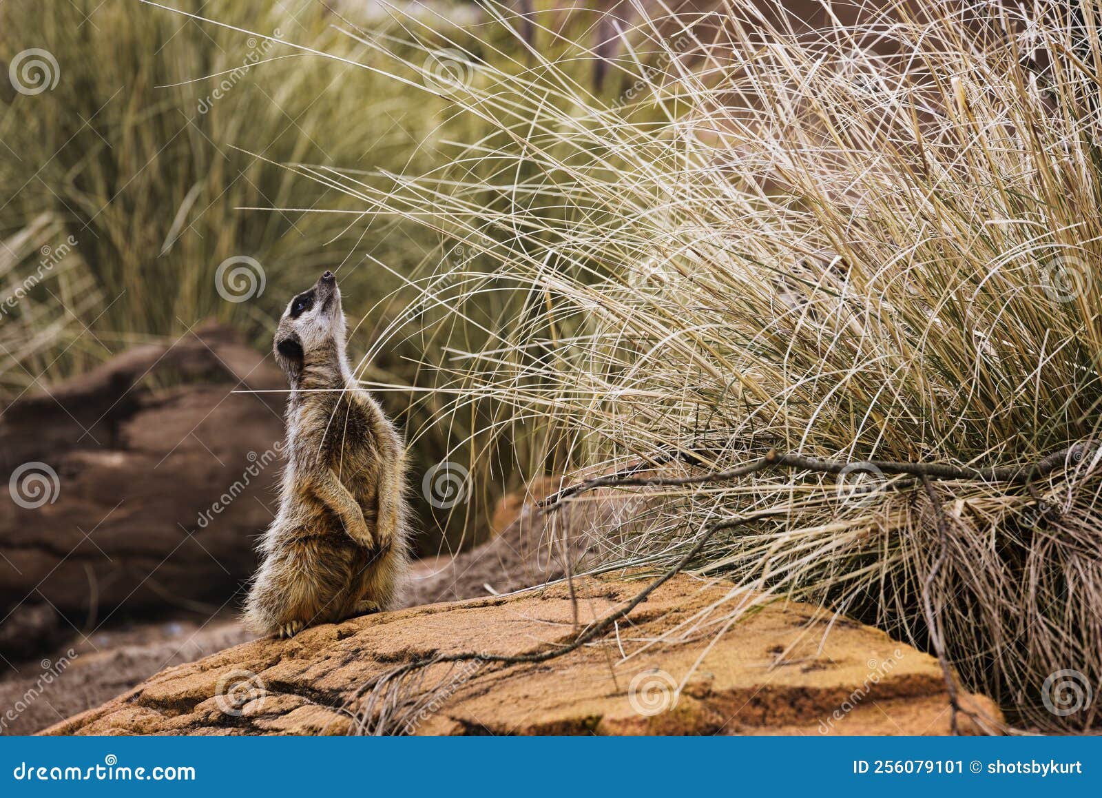 Meerkat sniffing the air stock image. Image of mother - 256079101