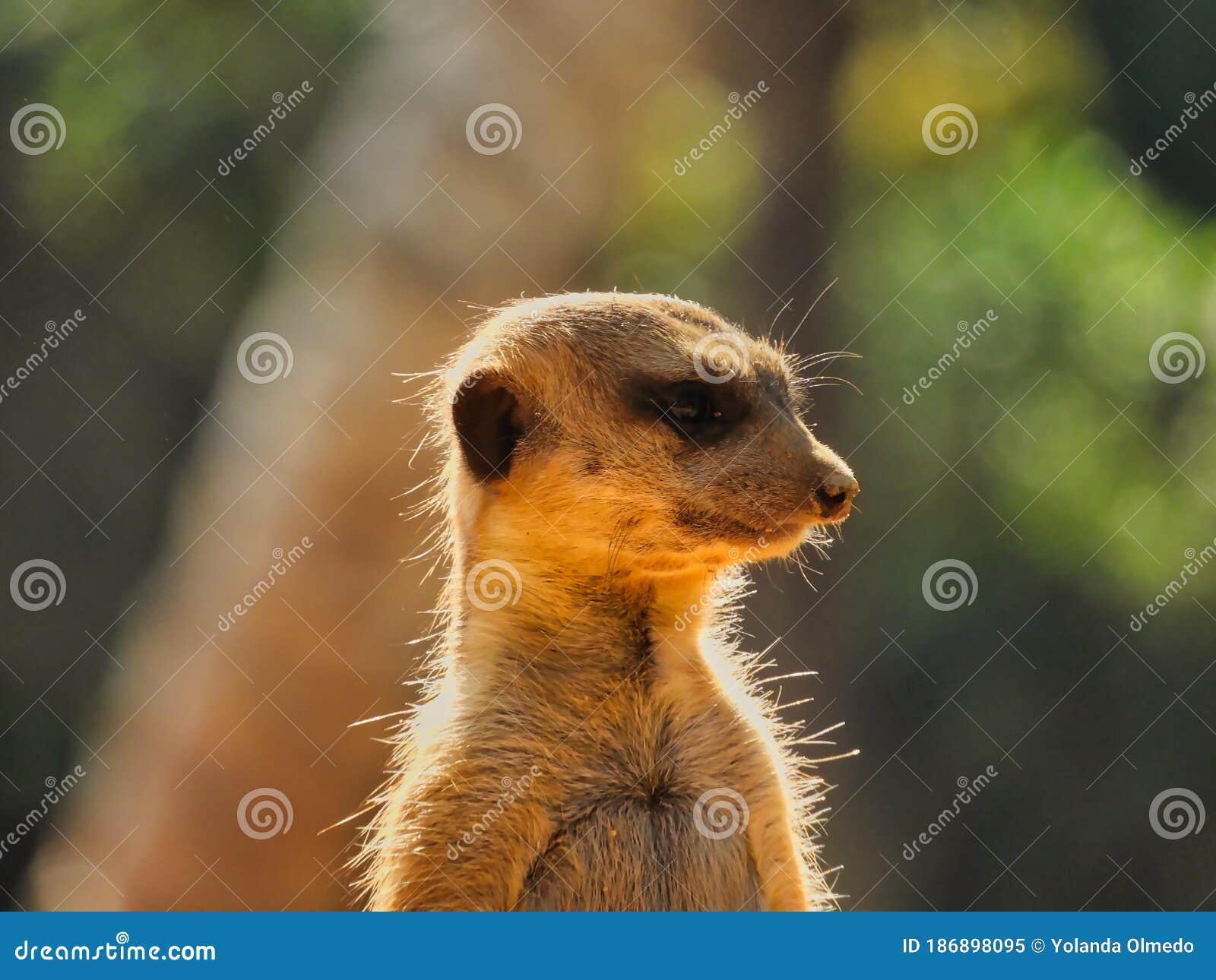Close-up of a Meerkat`s Face Looking To One Side Stock Image - Image of ...