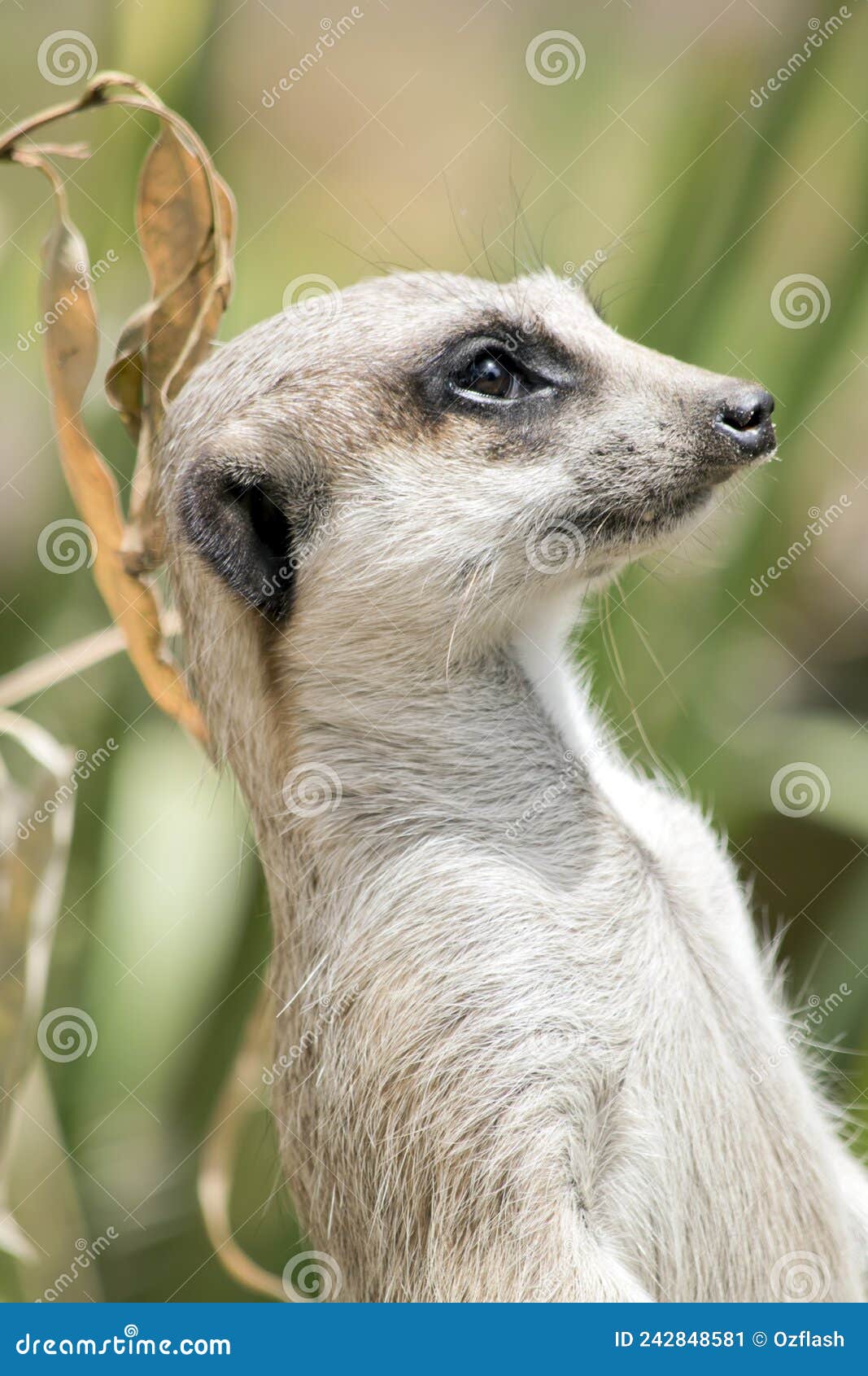 This is a Close Up of a Meerkat Stock Image - Image of eyes, animal ...