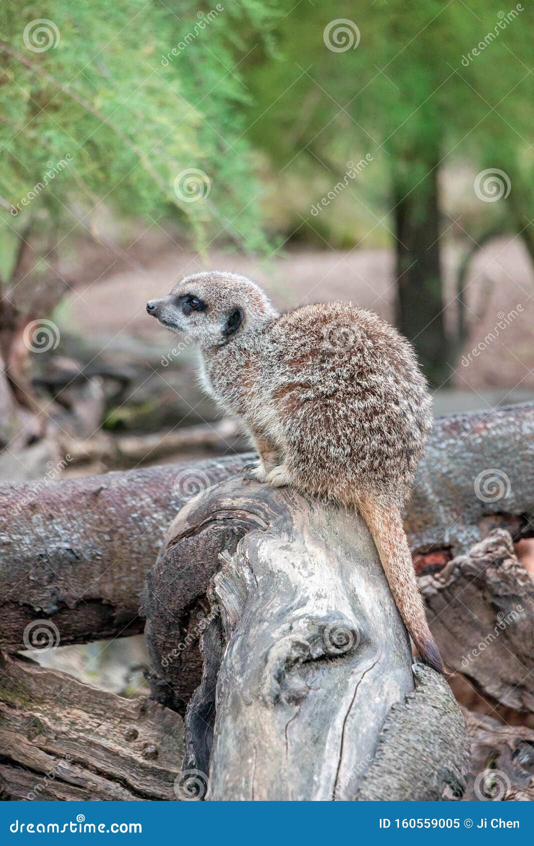 Close Up of a Meerkat on Tree Trunk Stock Image - Image of alert, watch ...