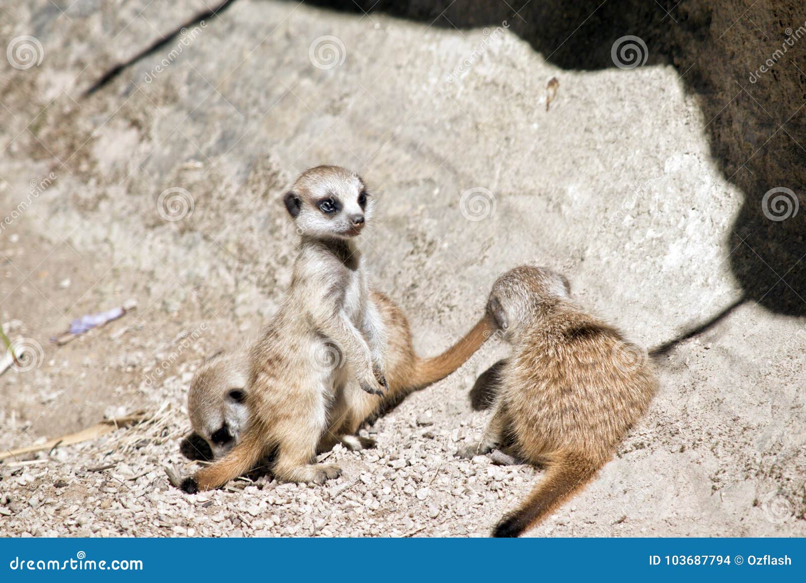 Meerkats are playing stock photo. Image of lorikeet - 103687794