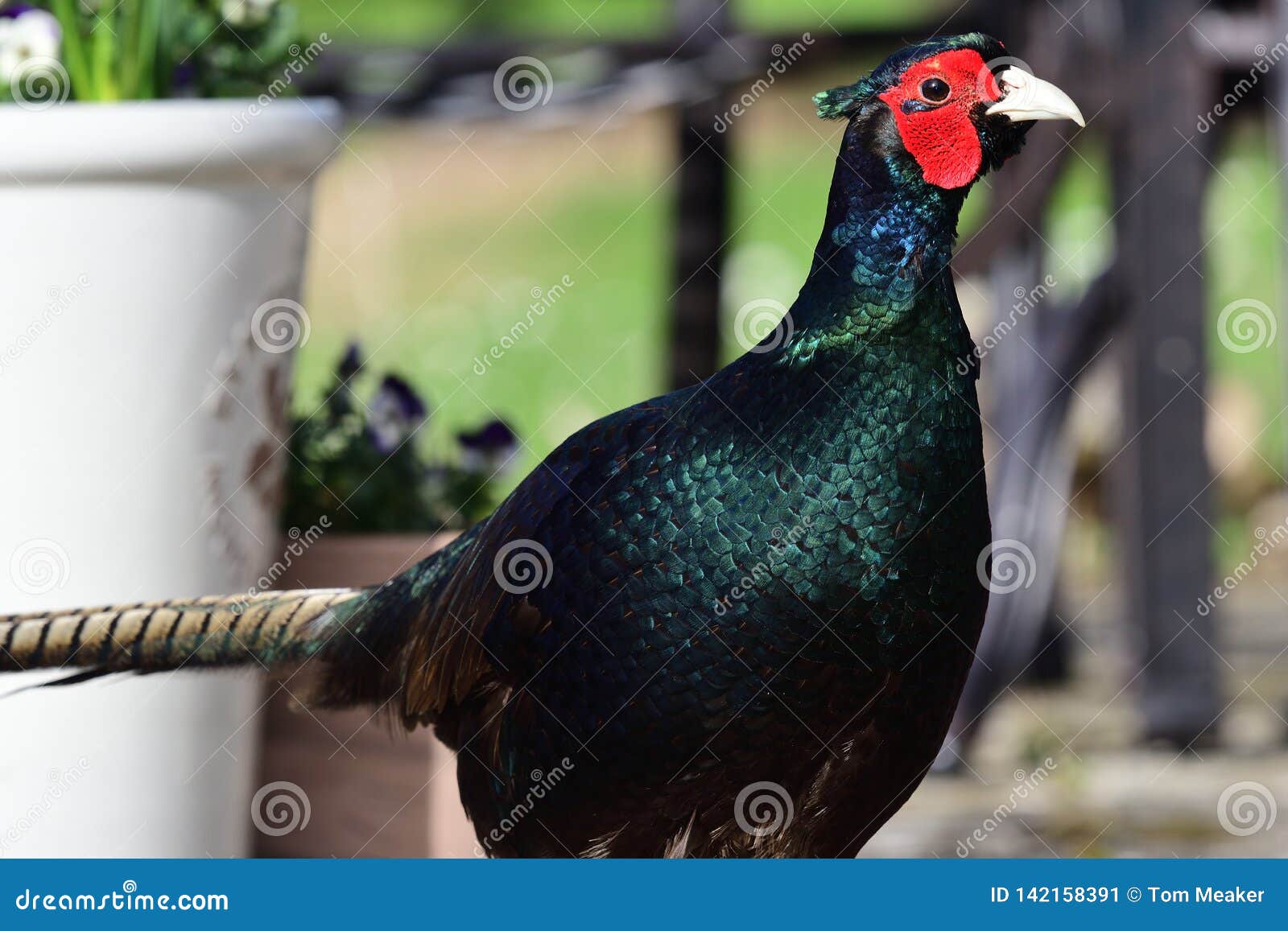 Melanistic pheasant stock image. Image of portrait, closeup - 142158391