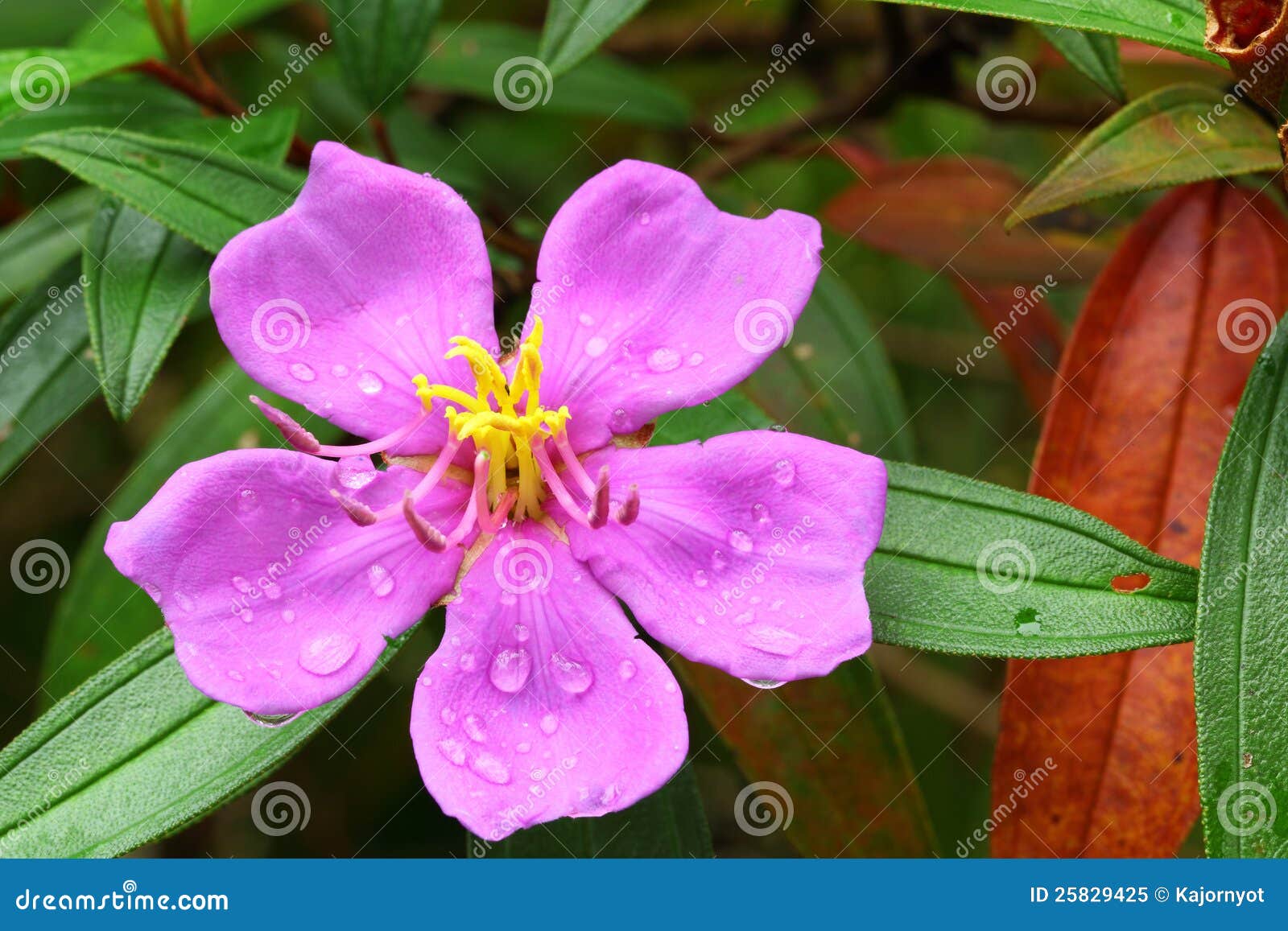 The Close Up of Melastoma Villosum Stock Image - Image of melastoma ...