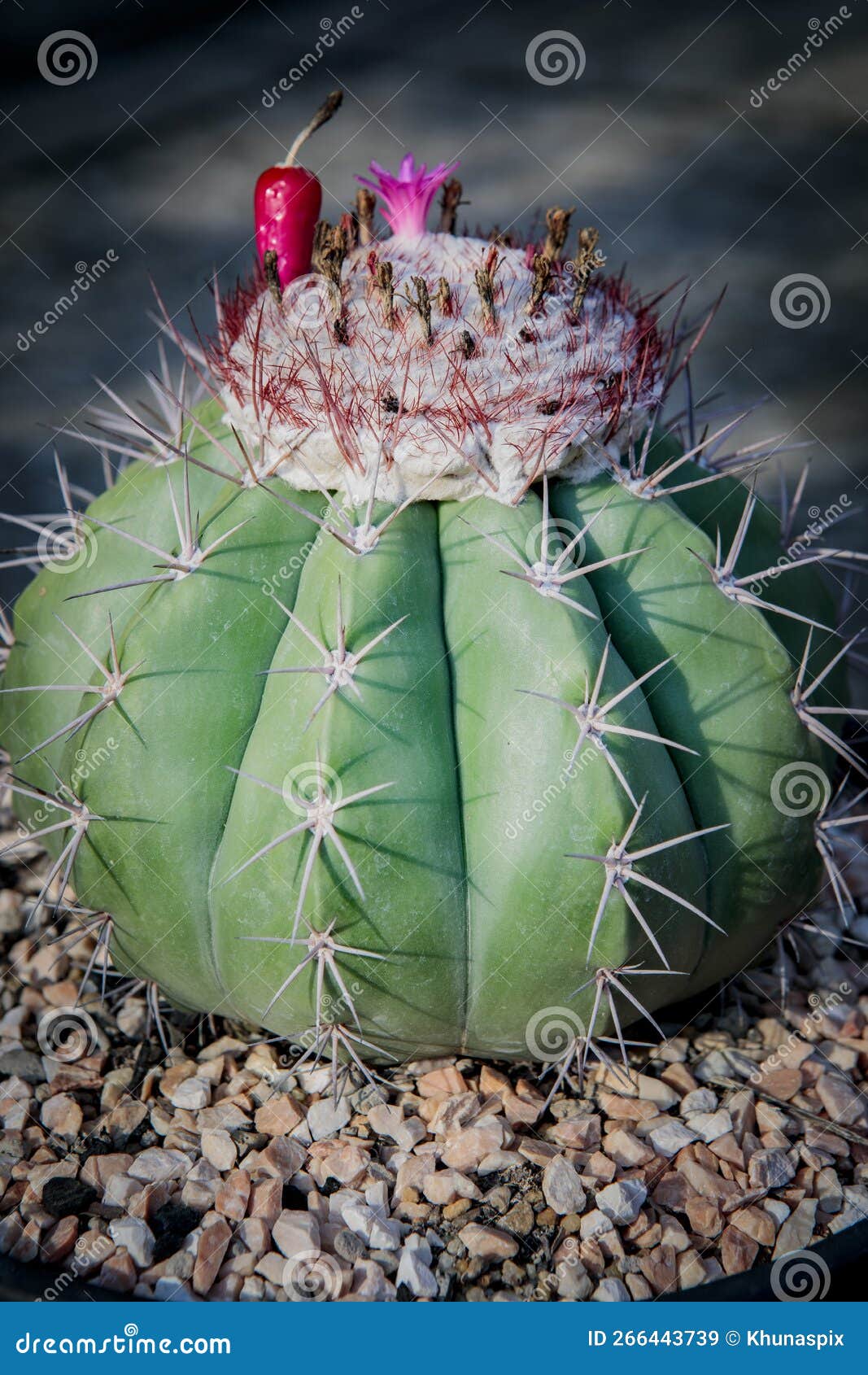 Close Up Melocactus with Cephalium on Top Stock Image - Image of growth ...